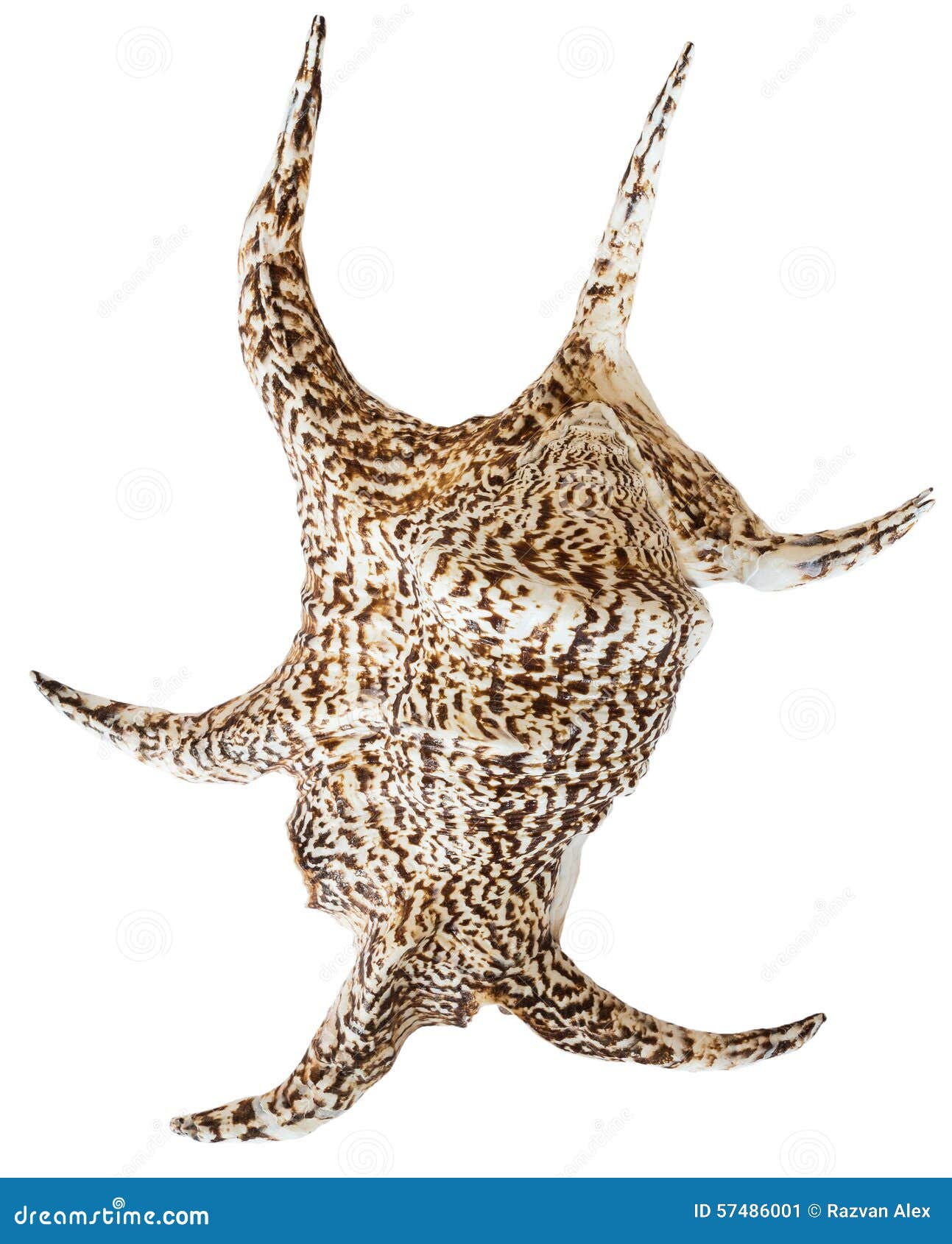 Conch Seashell stock image. Image of biology, white, life - 57486001