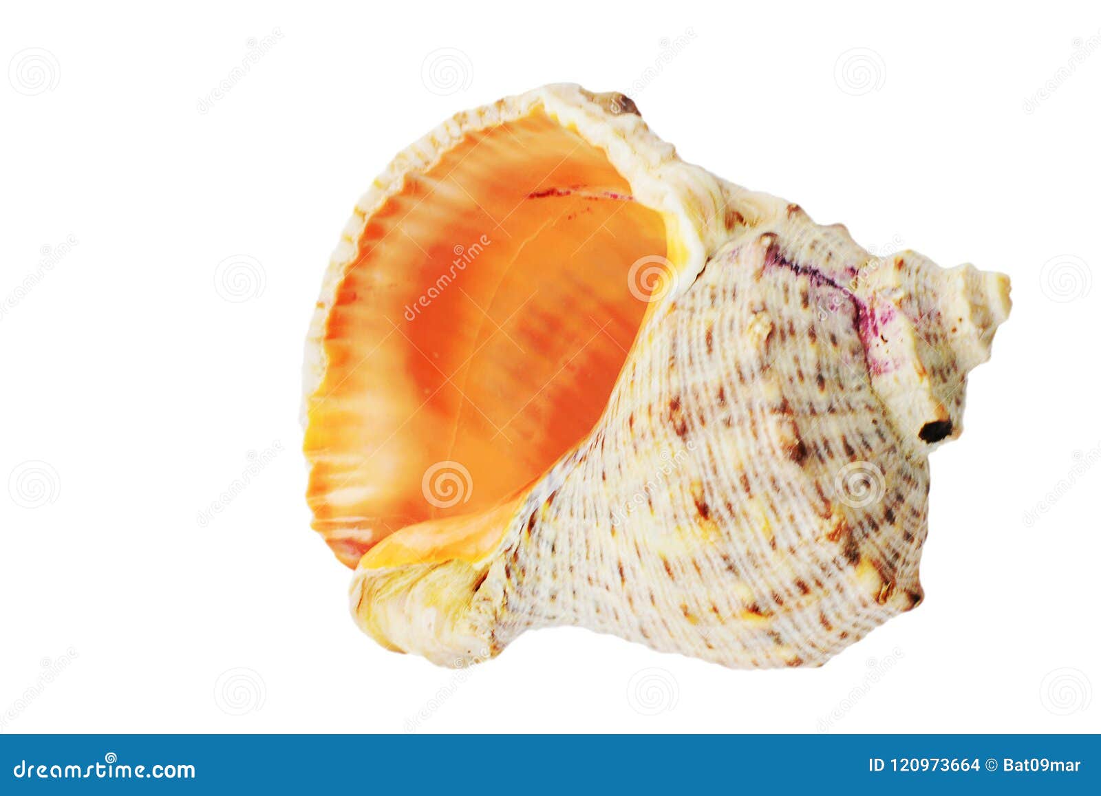 Conch Seashell Isolated on White Stock Photo - Image of animal ...