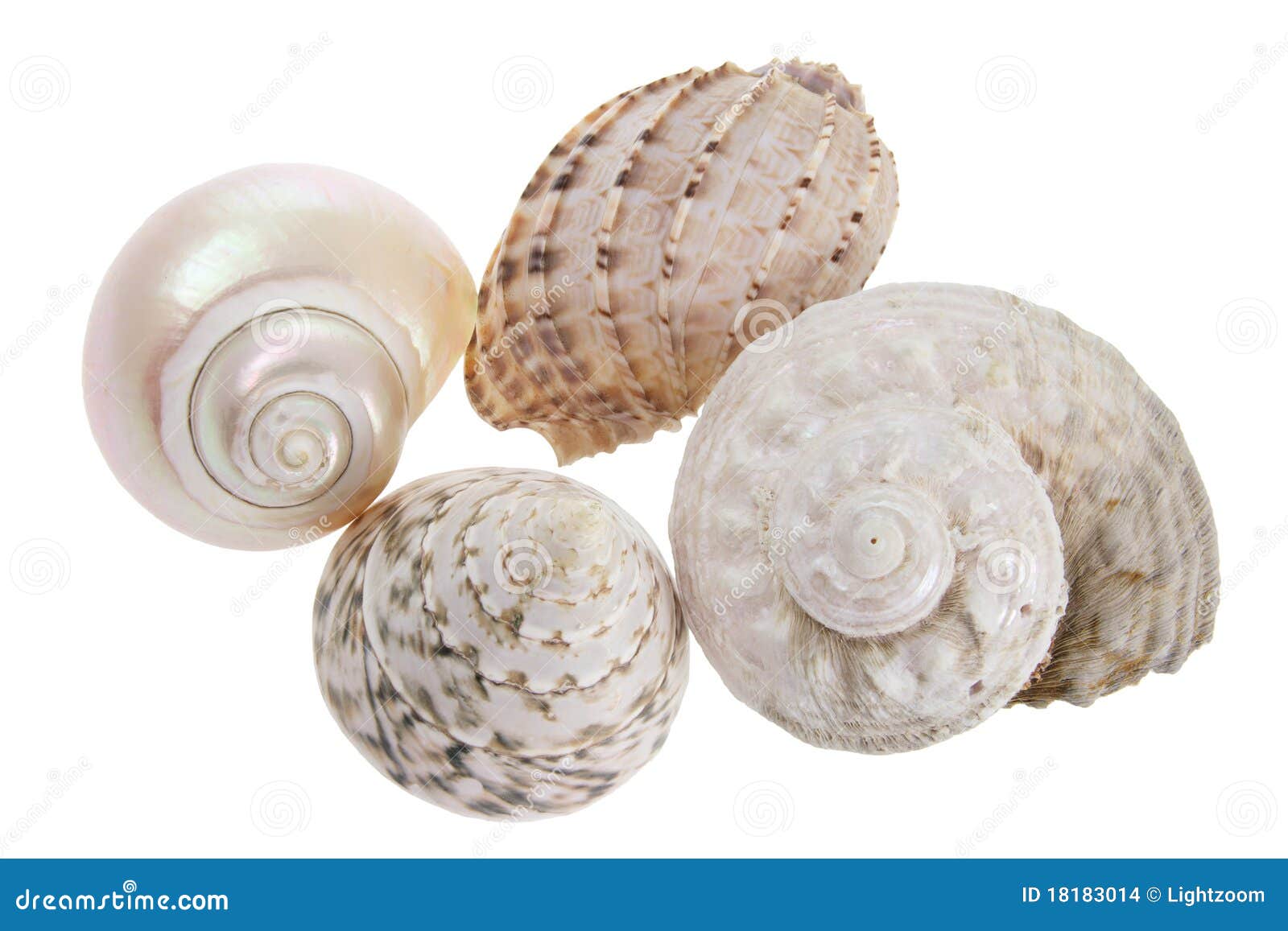 Conch Seashells stock photo. Image of ornament, conch - 18183014