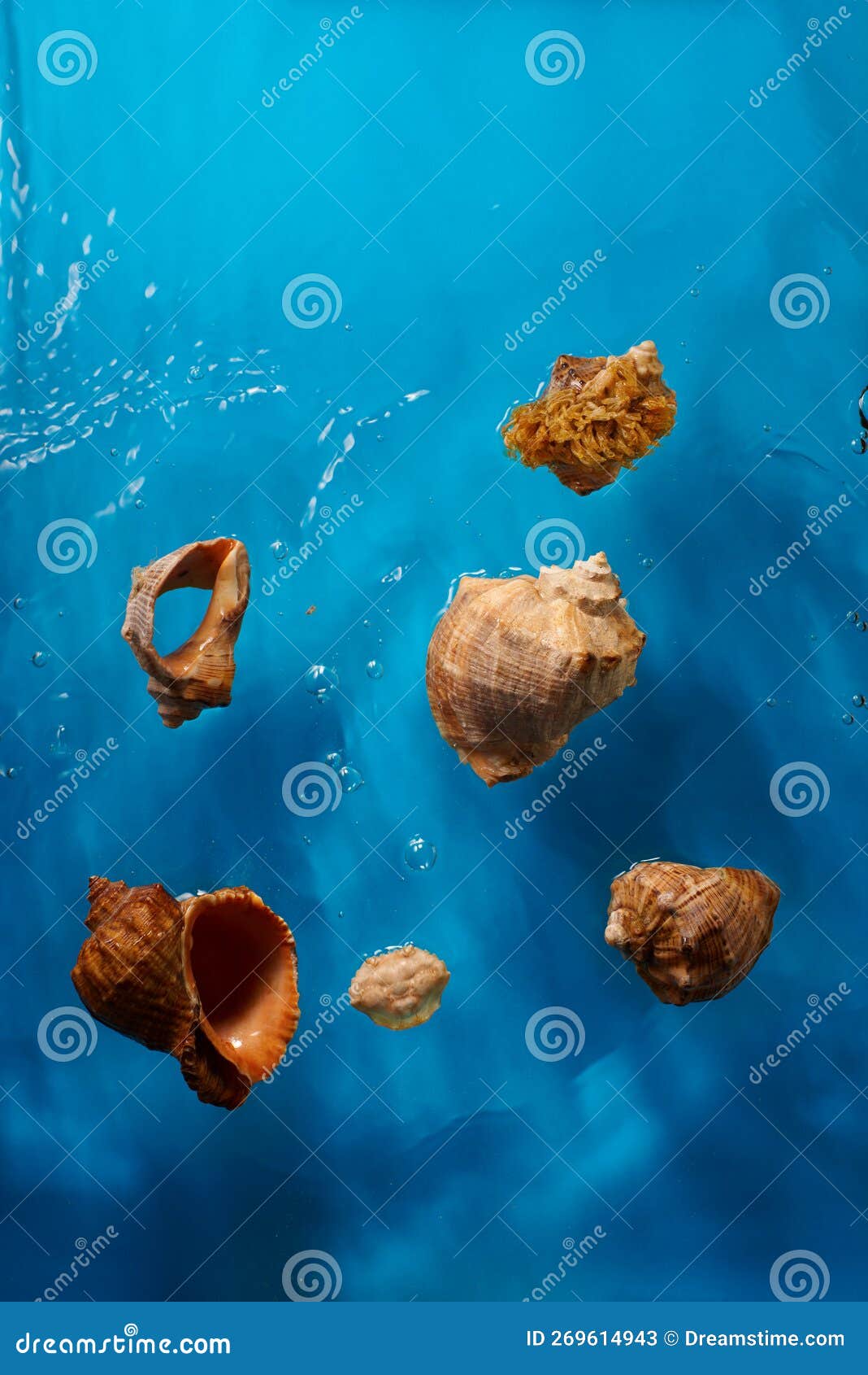 Conch Seashells and Crab in Blue Ocean Water Stock Image - Image of ...