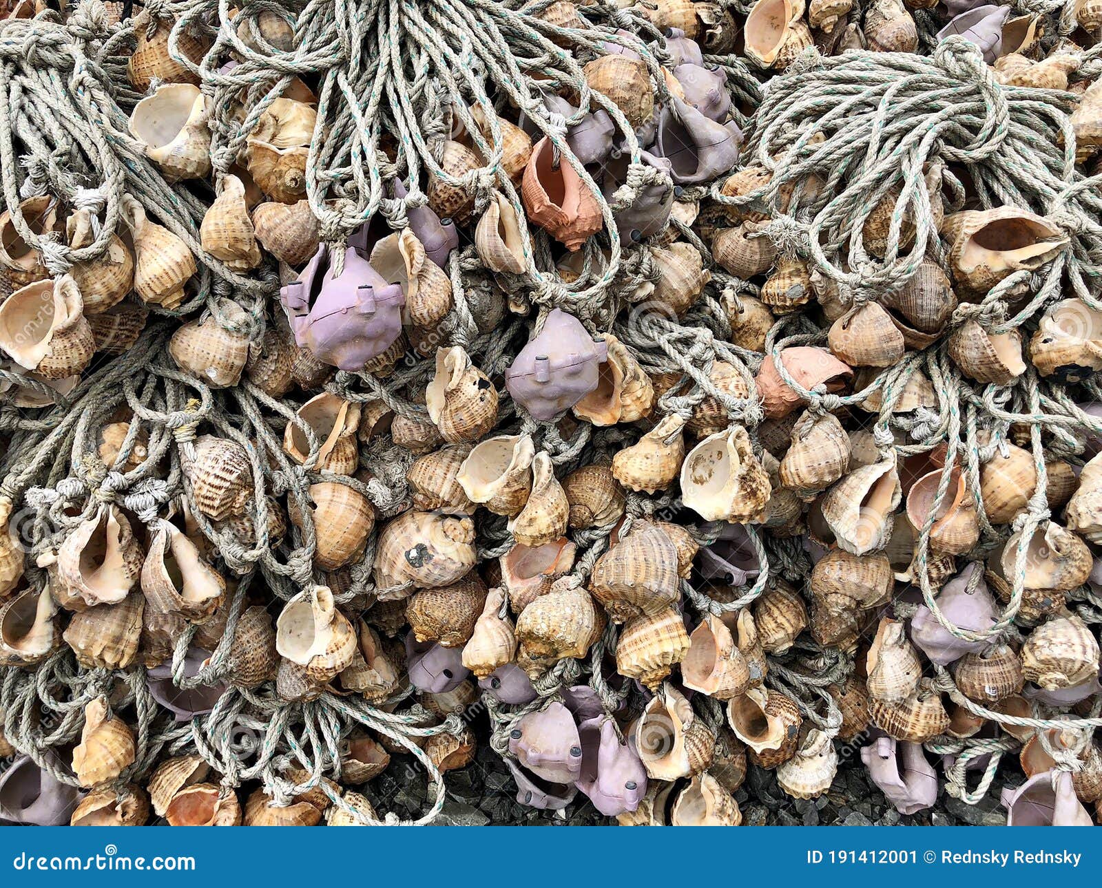 Conch Shaped Octopus Traps and Some Real Conchs Stock Image - Image of ...