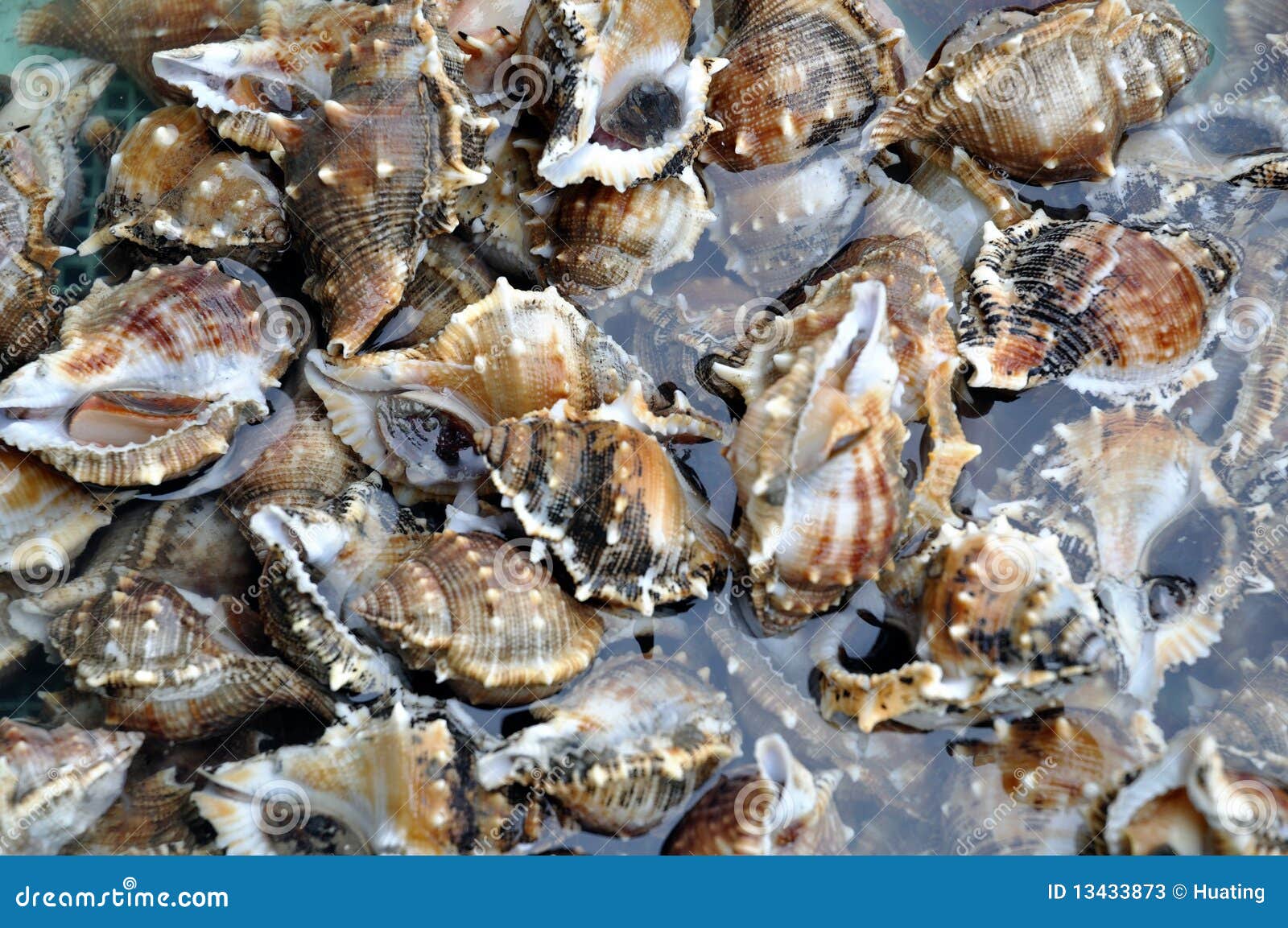 Conch sheel background stock image. Image of shell, conch - 13433873