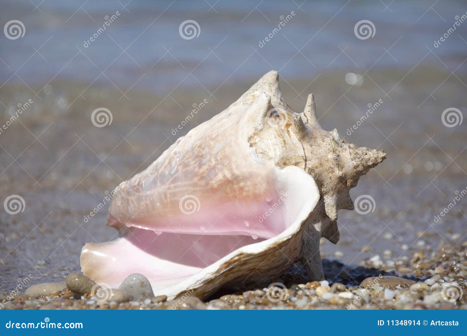 Conch shell stock photo. Image of colour, space, wave - 11348914
