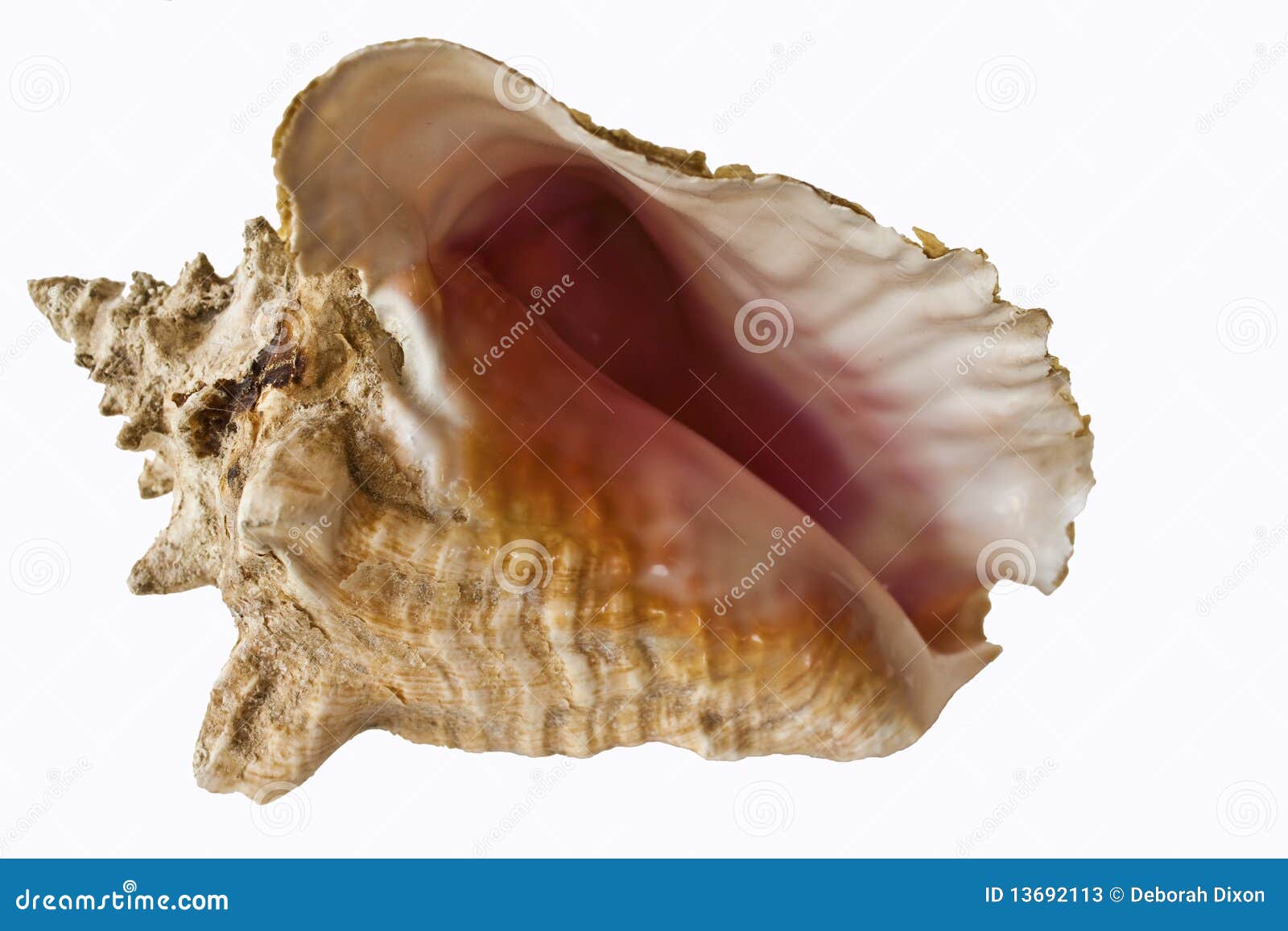 Conch Shell stock image. Image of isolate, shell, decorative - 13692113