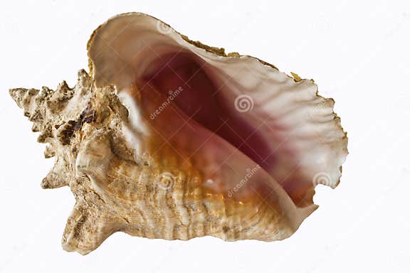Conch Shell stock image. Image of isolate, shell, decorative - 13692113