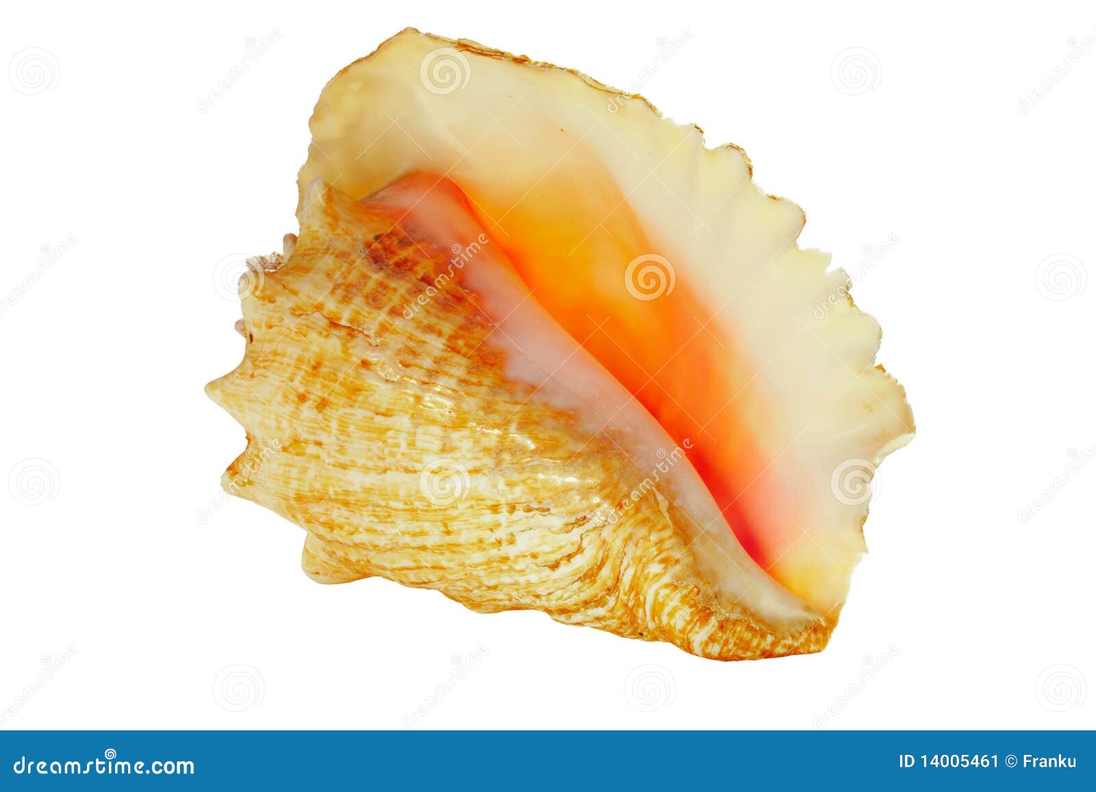 Conch Shell stock image. Image of isolated, tropical - 14005461