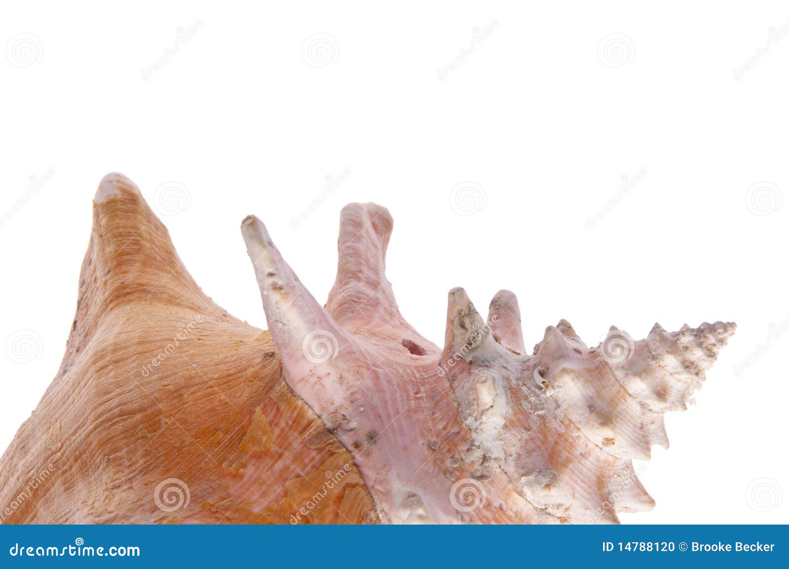 Conch Shell stock photo. Image of empty, shell, isolated - 14788120