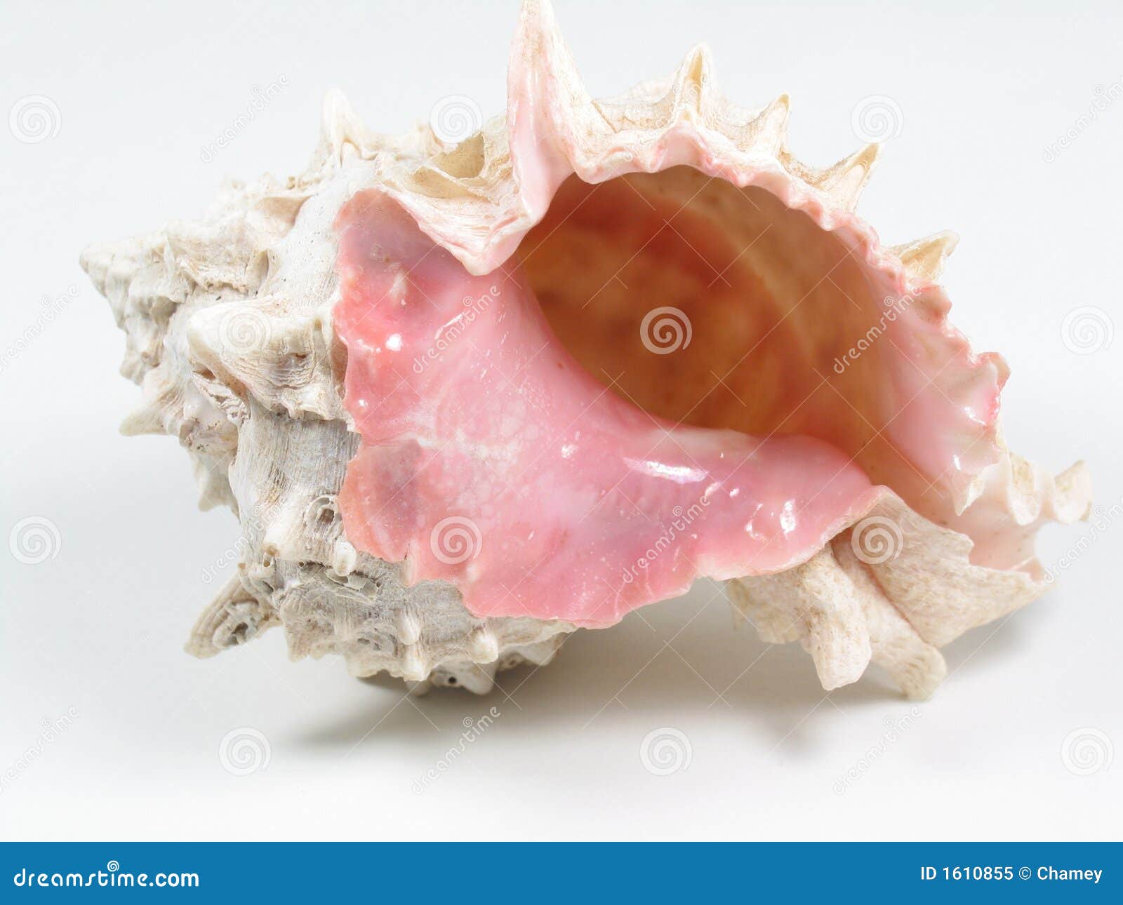 Conch Shell stock image. Image of strombus, marine, animal - 1610855