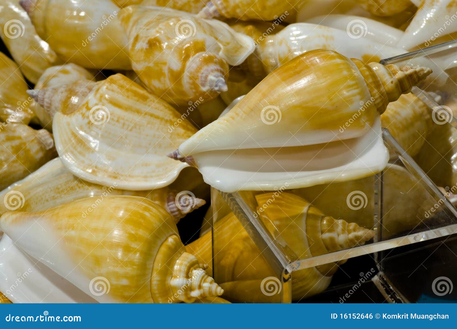 Conch shell stock photo. Image of seashell, decoration - 16152646