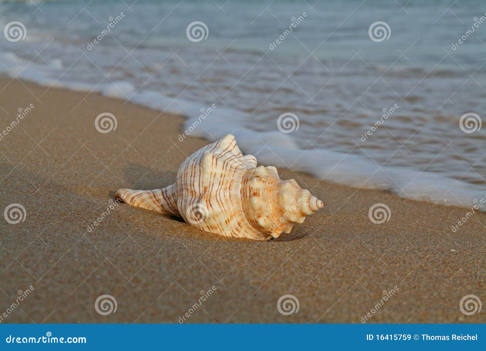 Conch shell stock image. Image of ocean, life, tourism - 16415759