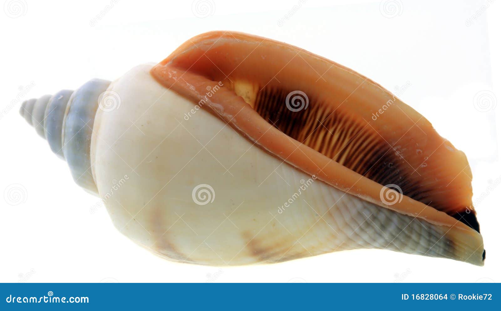 Conch shell stock photo. Image of cowrie, multi, colored - 16828064