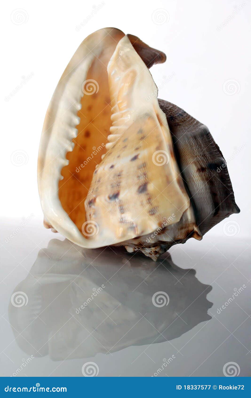 Conch shell stock image. Image of pattern, animal, conch - 18337577