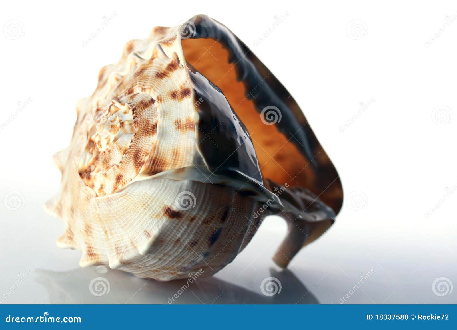 Conch shell stock photo. Image of animal, object, background - 18337580