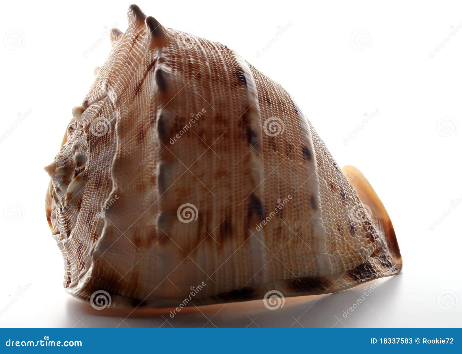 Conch shell stock image. Image of close, oceania, conch - 18337583
