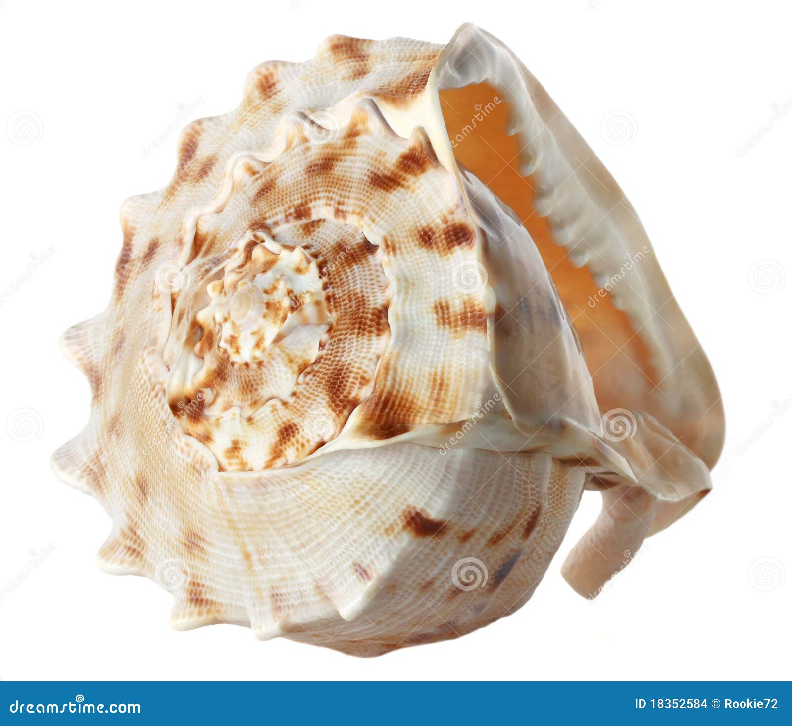 Conch shell stock photo. Image of beauty, shell, background - 18352584