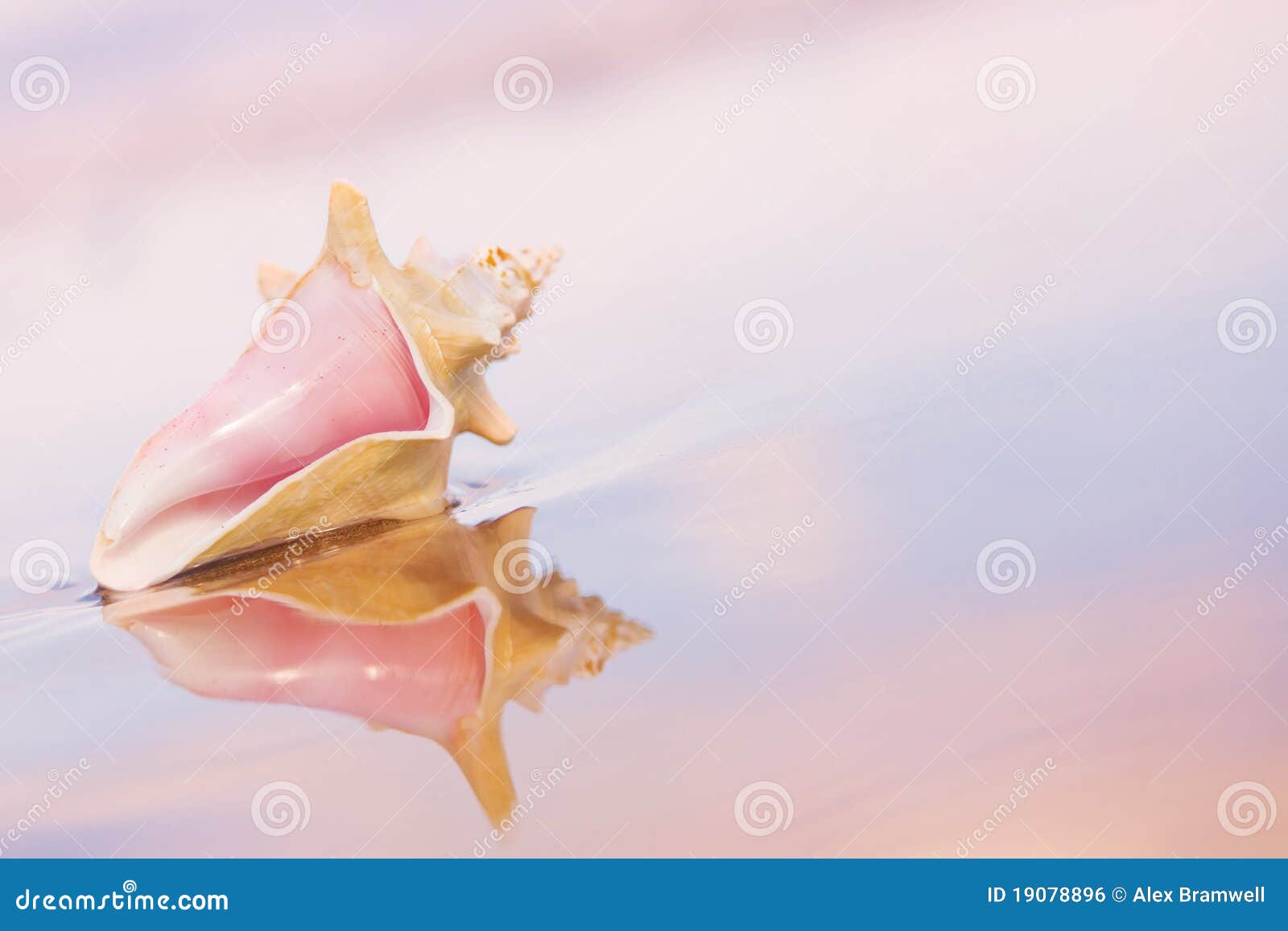Conch Shell With Heart On Beach Stock Photo | CartoonDealer.com #59171844