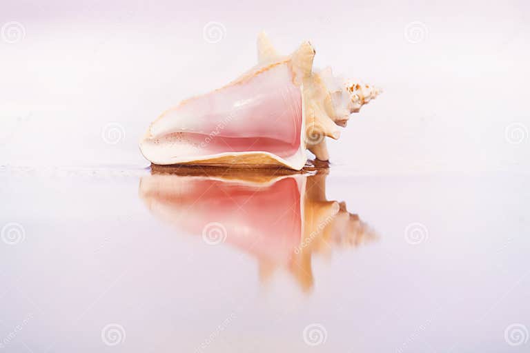 Conch Shell stock photo. Image of nature, warm, animal - 19078918