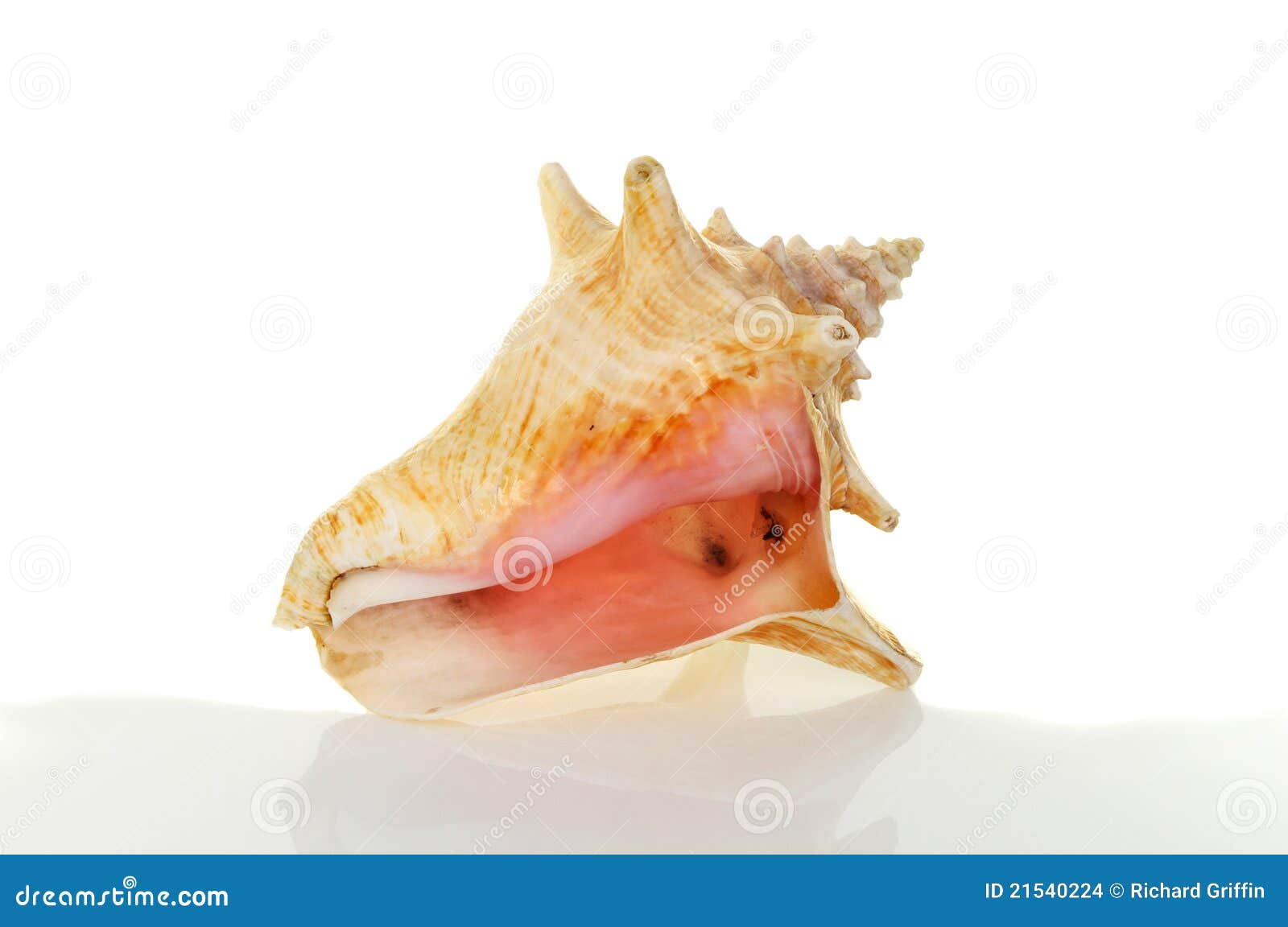 Conch shell stock photo. Image of white, horn, reflection - 21540224