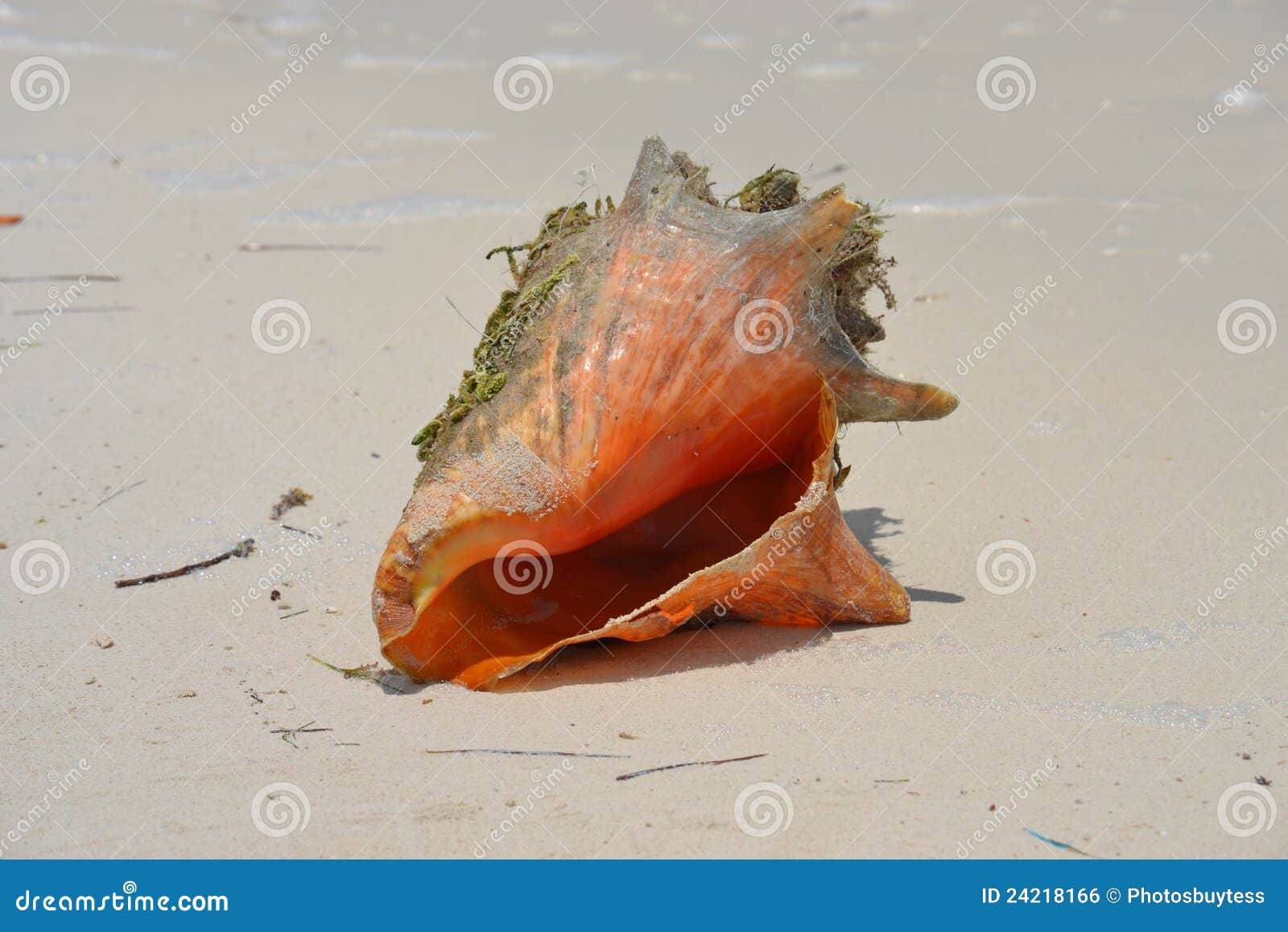 Conch Shell stock photo. Image of animal, atoll, shore - 24218166