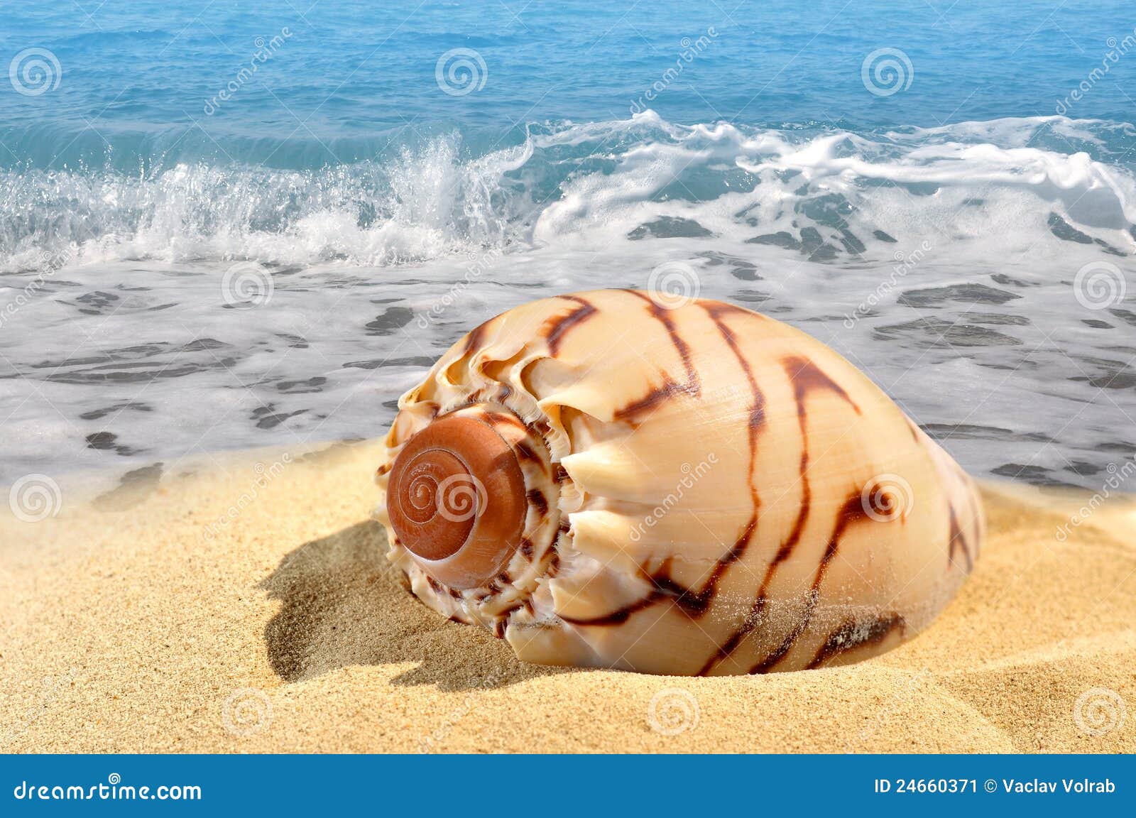 Conch shell stock image. Image of sand, holiday, animal - 24660371