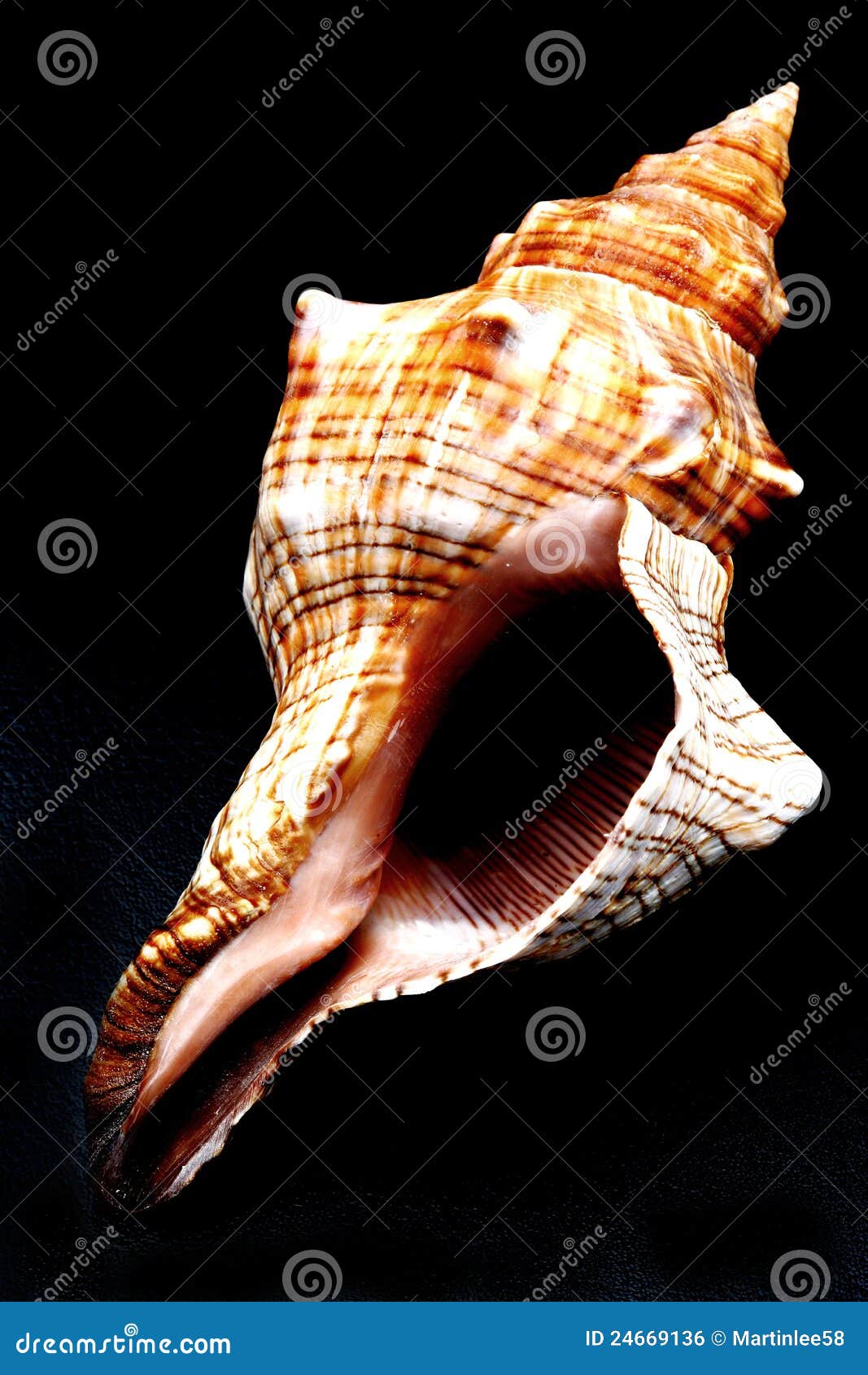 Conch Shell stock photo. Image of shell, black, ornamental - 24669136