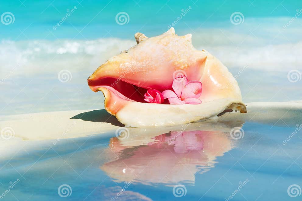 Conch Shell stock photo. Image of isolated, frangipani - 24814392