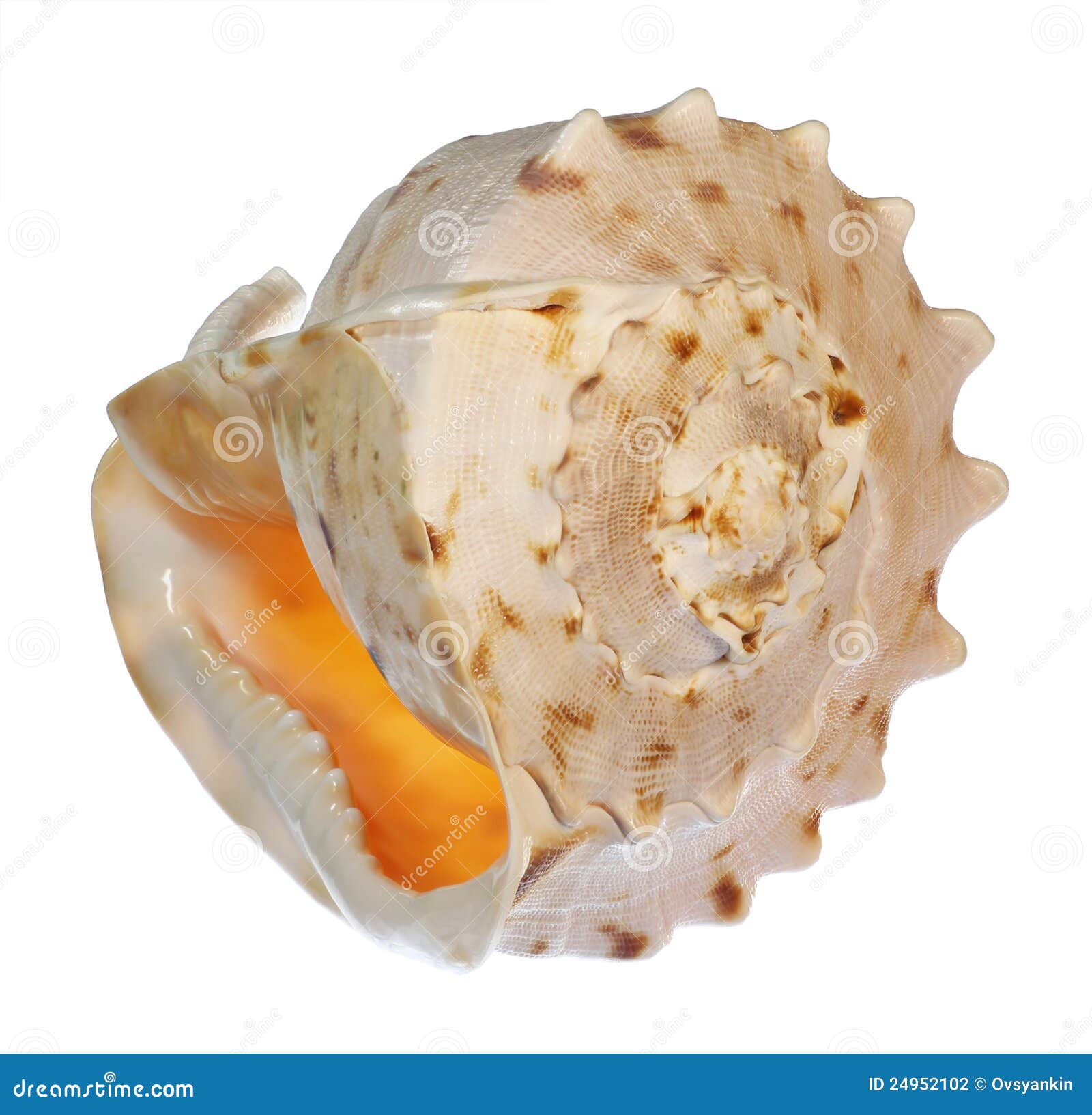 Conch shell. stock photo. Image of queen, nature, conch - 24952102
