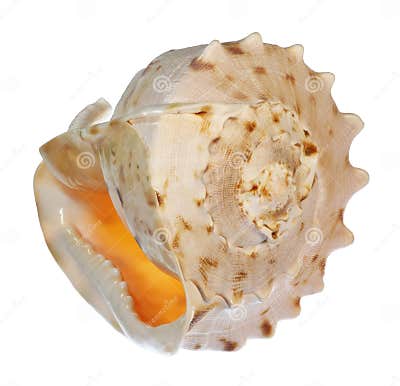 Conch shell. stock photo. Image of queen, nature, conch - 24952102