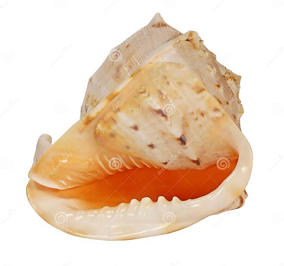 Conch shell. stock photo. Image of single, spiral, shell - 25052782