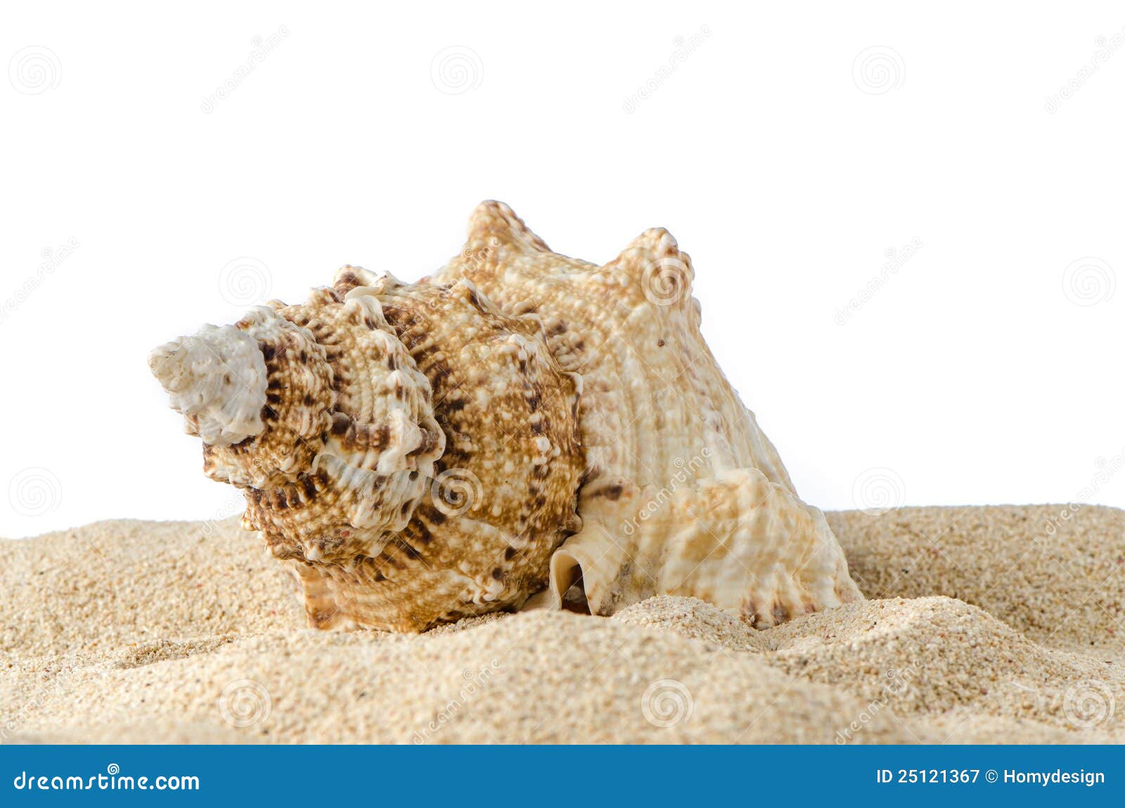 Conch shell stock image. Image of coastline, calm, biology - 25121367