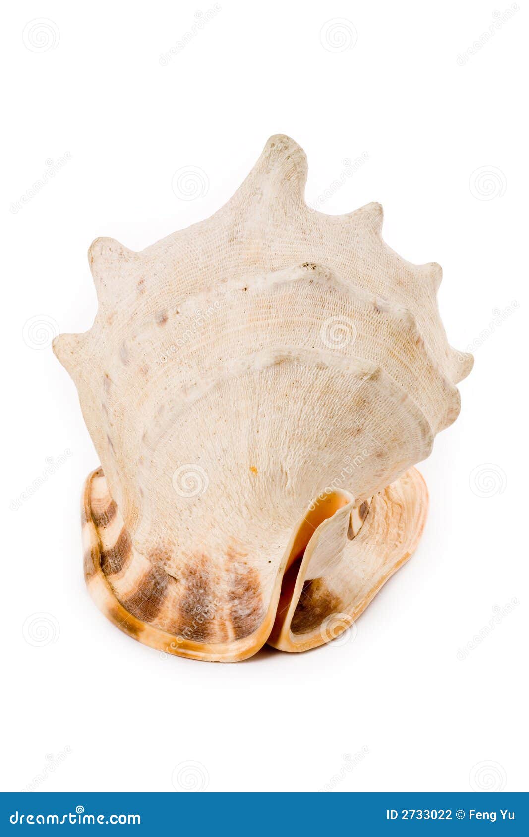 Conch Shell stock photo. Image of marine, shell, spiral - 2733022