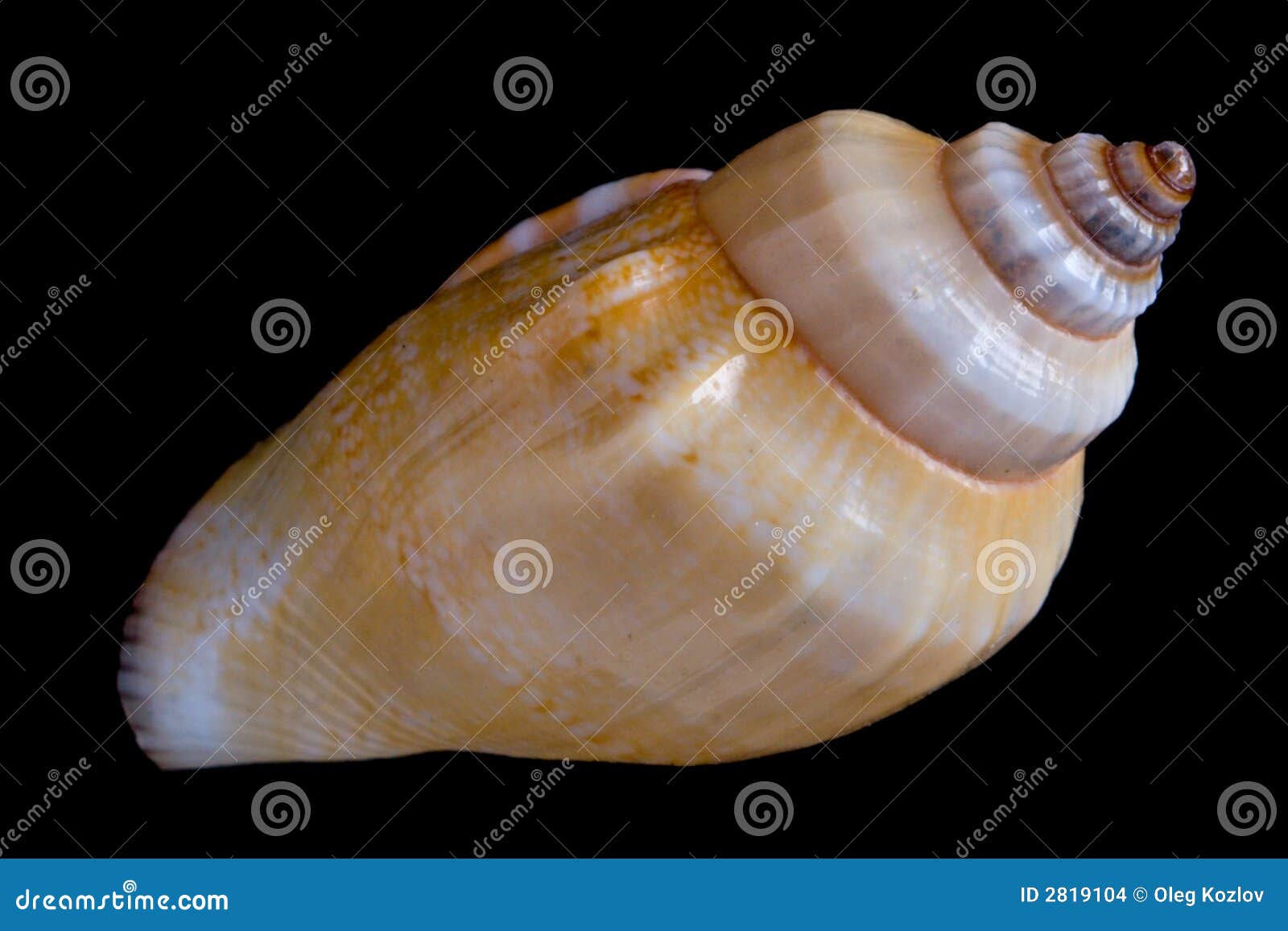 3,387 Conch Shell Black Stock Photos - Free & Royalty-Free Stock Photos ...