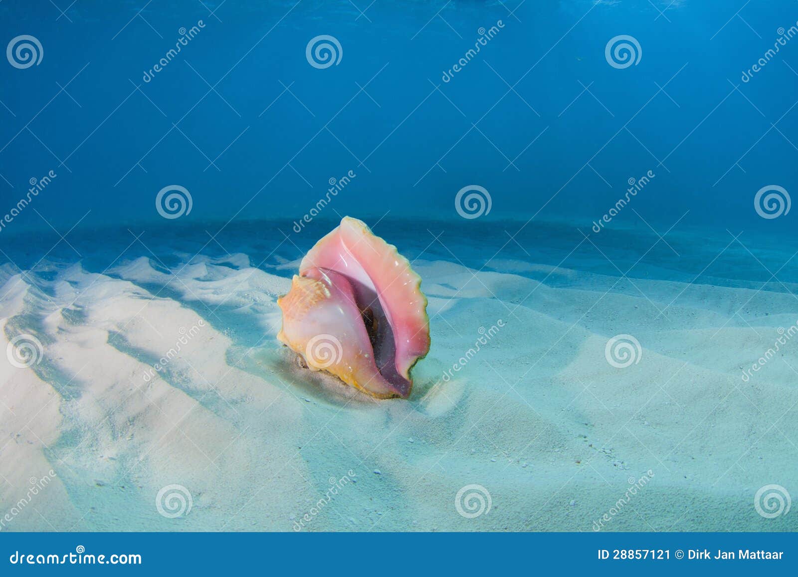 Conch Shell stock image. Image of water, conch, blue - 28857121