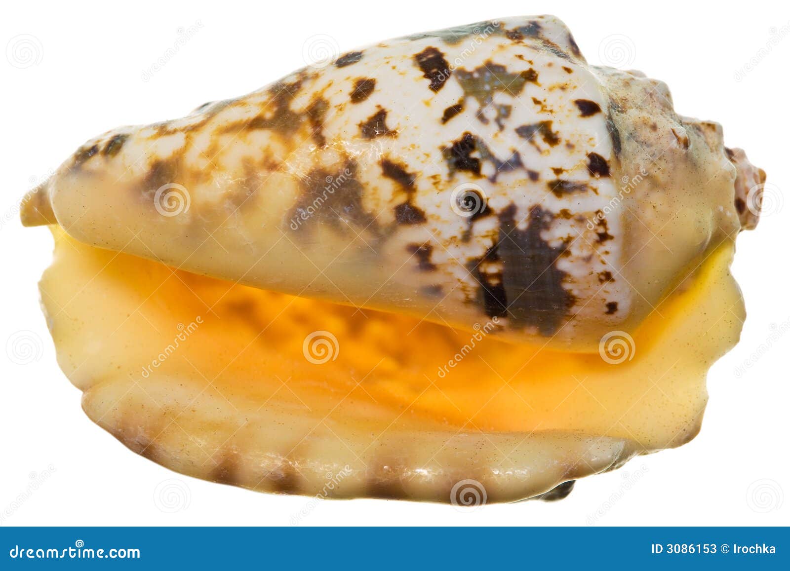 Conch shell stock image. Image of isolated, small, shell - 3086153