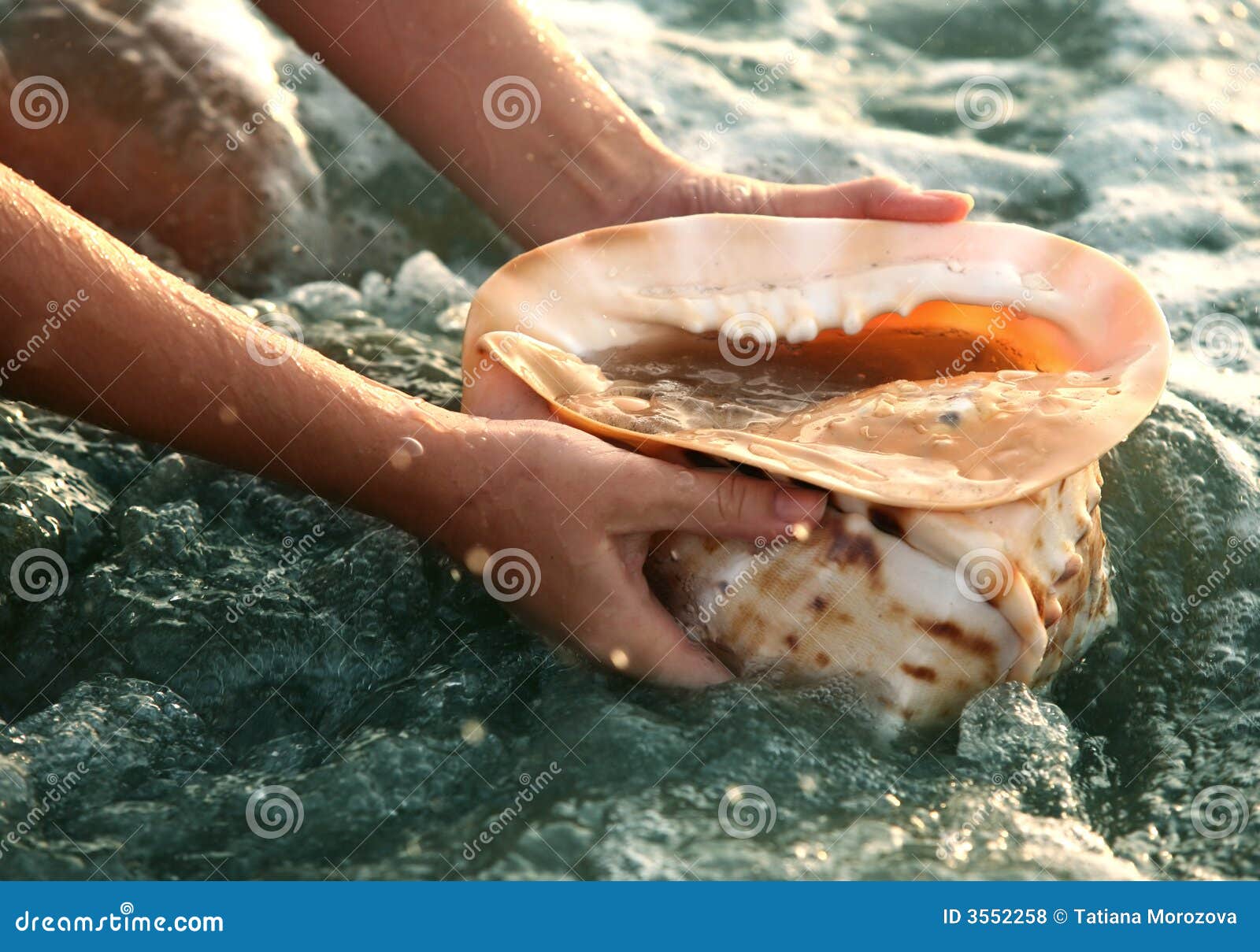 1,351 Conch Shell Hand Stock Photos - Free & Royalty-Free Stock Photos ...