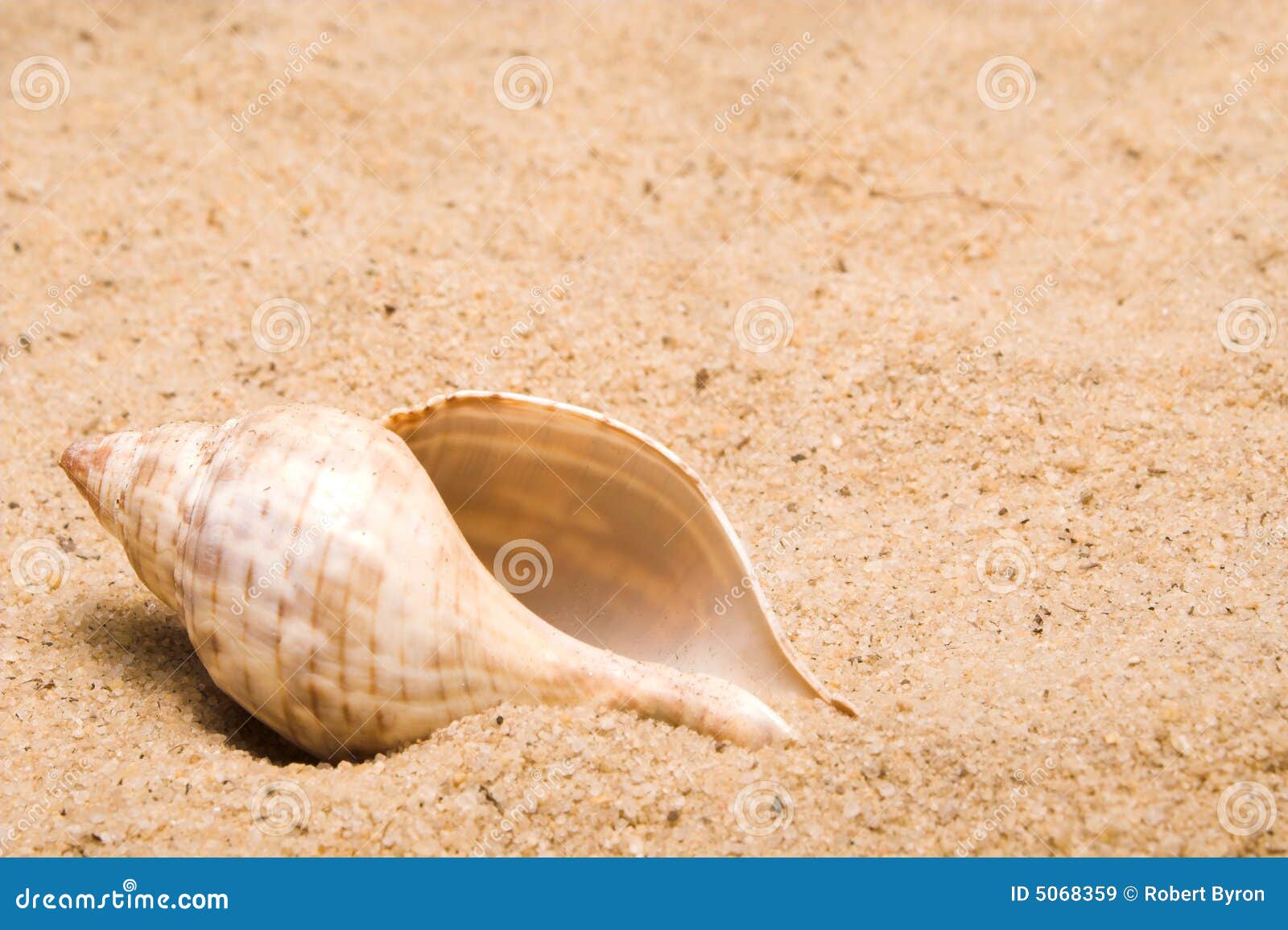 Conch Shell stock image. Image of oceanic, natural, shellfish - 5068359