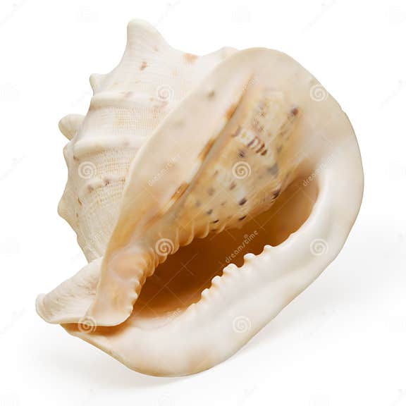 Conch Shell stock photo. Image of nature, instrument, shell - 5178010