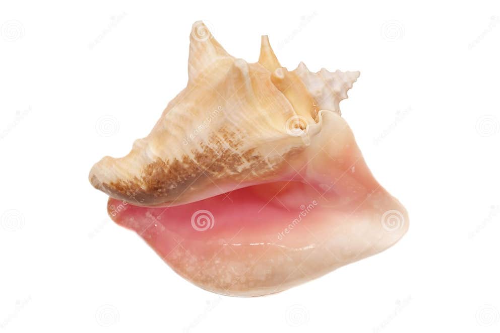 Conch shell stock photo. Image of water, form, single - 5411128