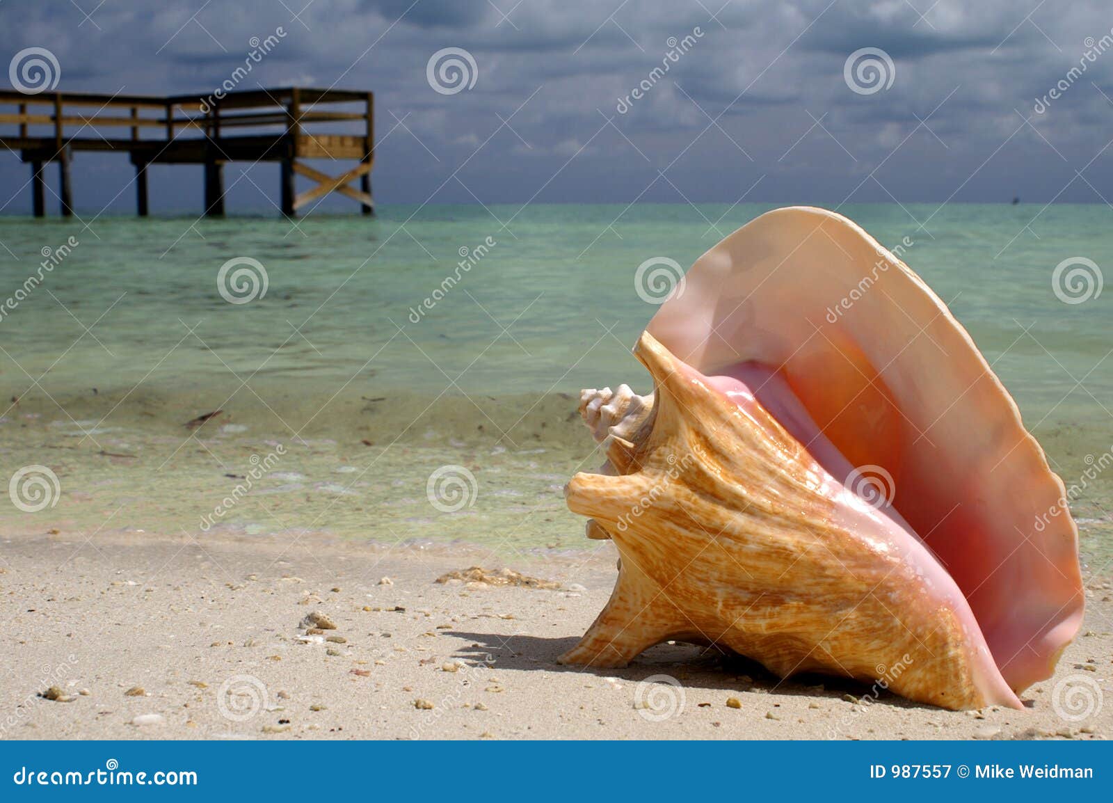Conch Shell stock image. Image of love, background, beach - 987557