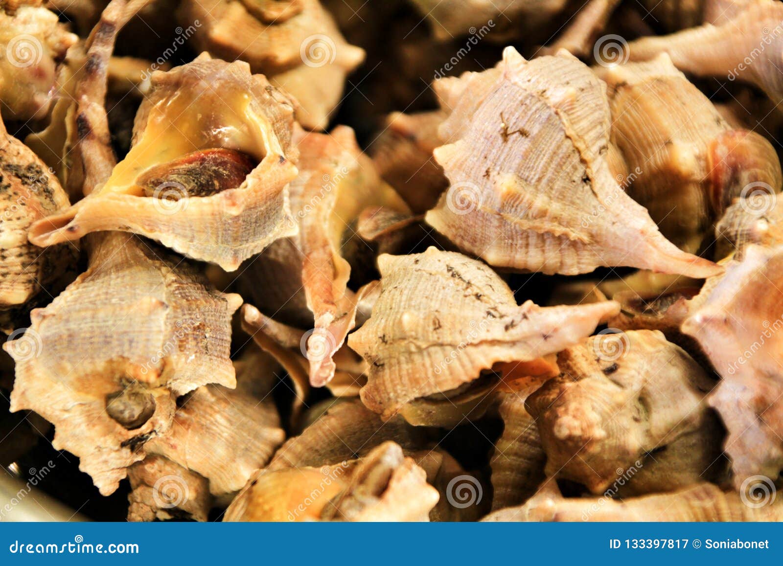 Conch Shell Aperitif Texture Stock Image - Image of aperitif, market ...