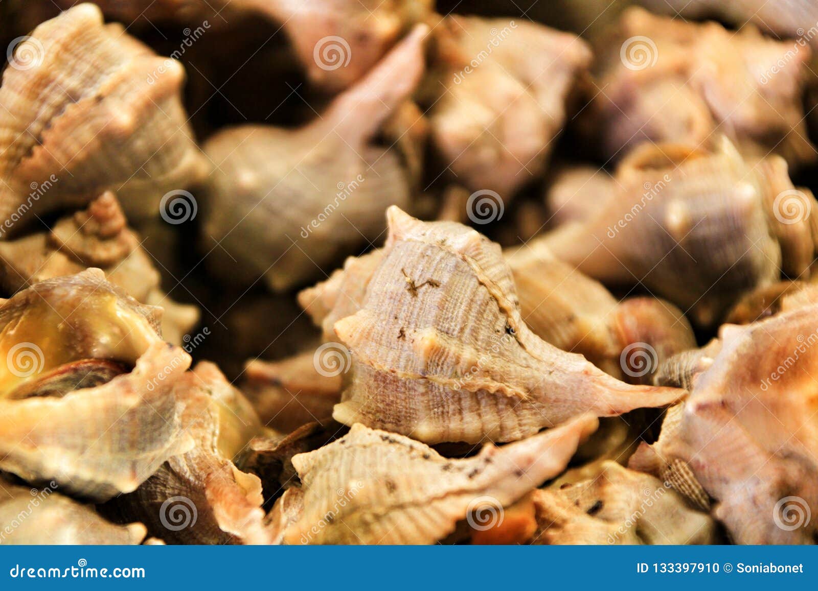 Conch Shell Aperitif Texture Stock Photo - Image of animal, gourmet ...