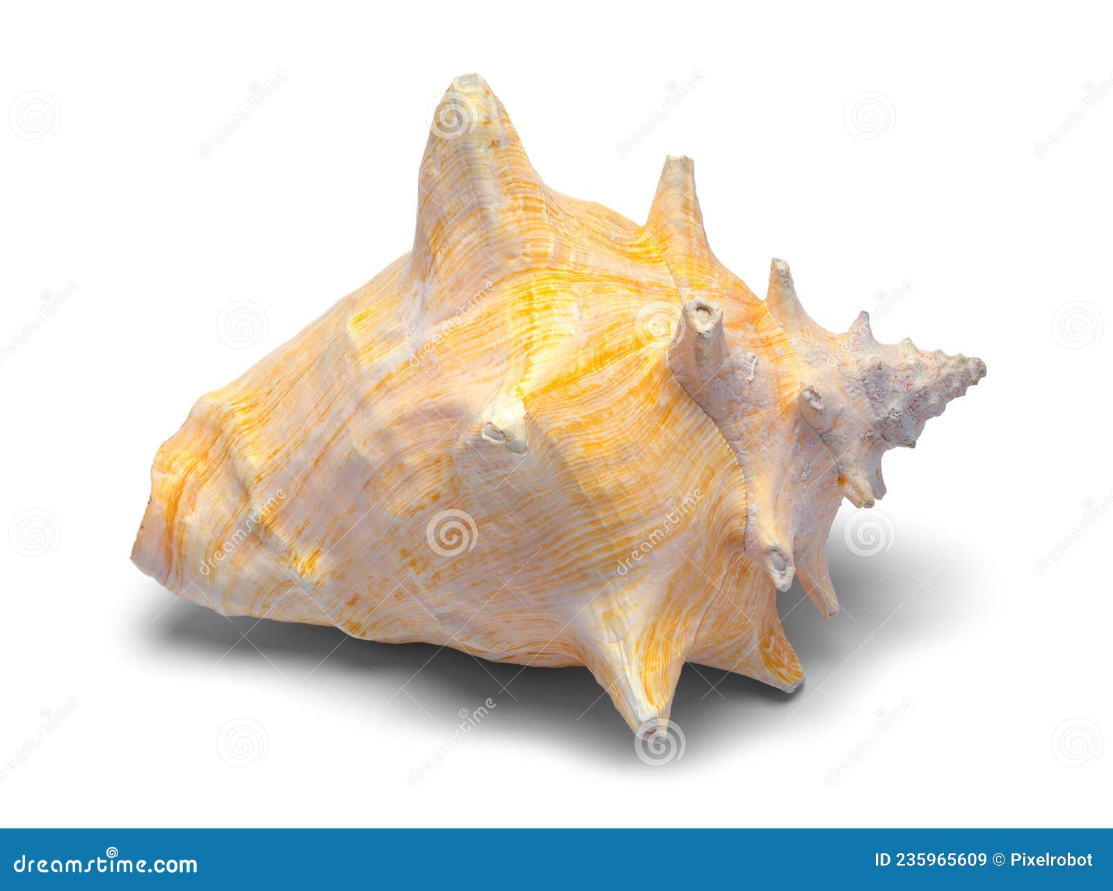 Conch Shell Back stock image. Image of white, life, background - 235965609