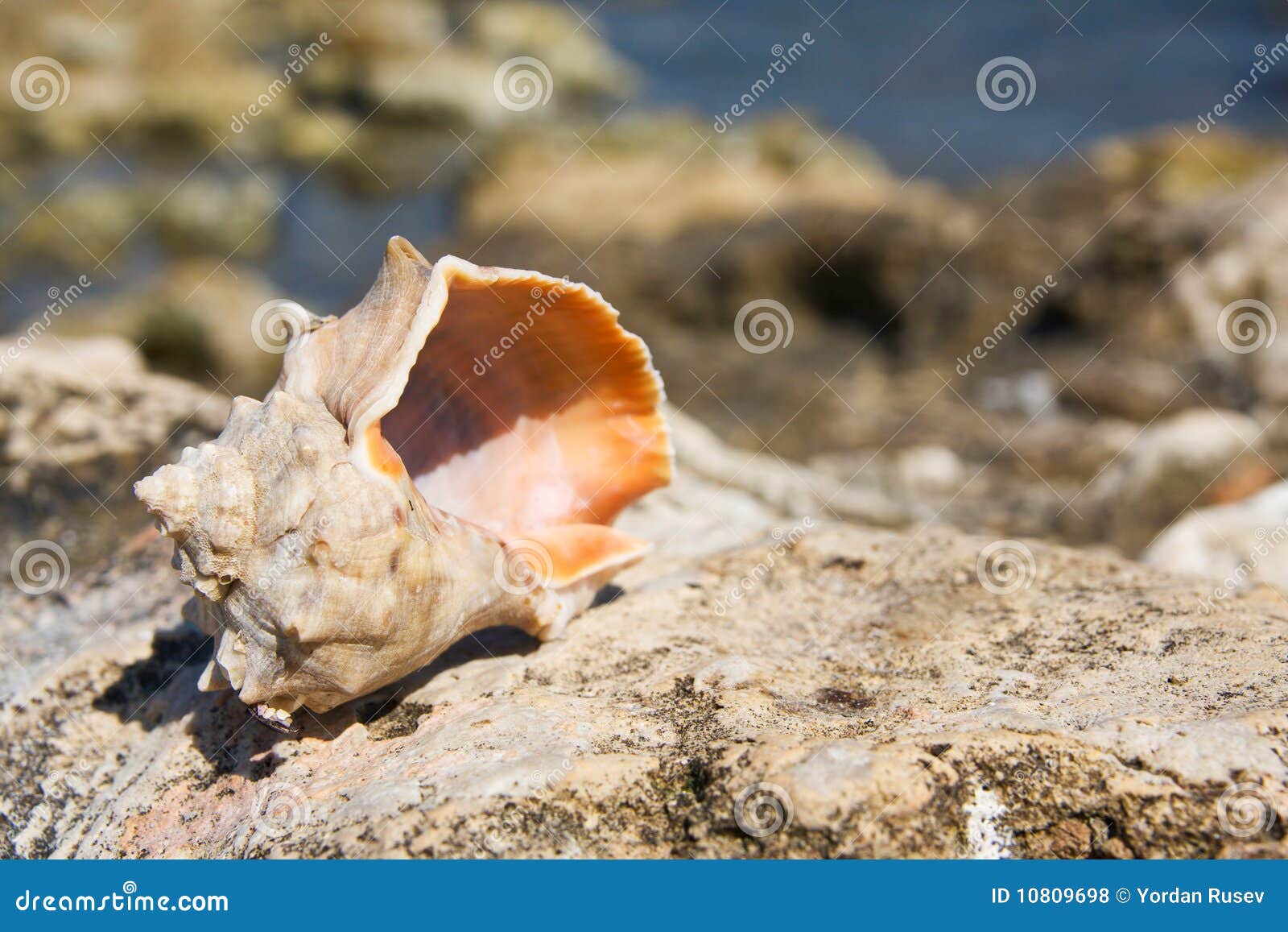 Conch Shell on beach stock photo. Image of photograph - 10809698
