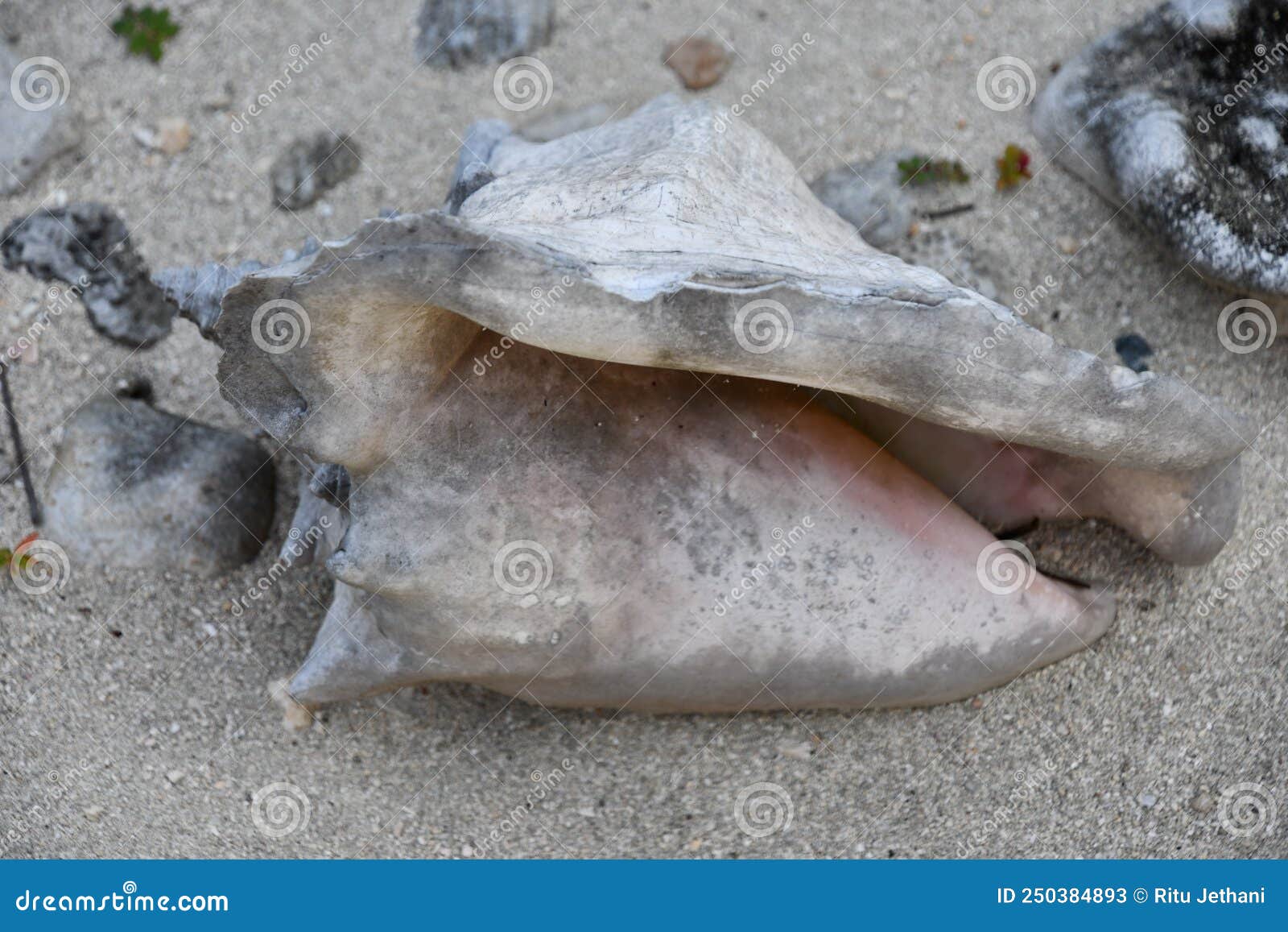 A Conch Shell stock image. Image of outdoor, beauty - 250384893