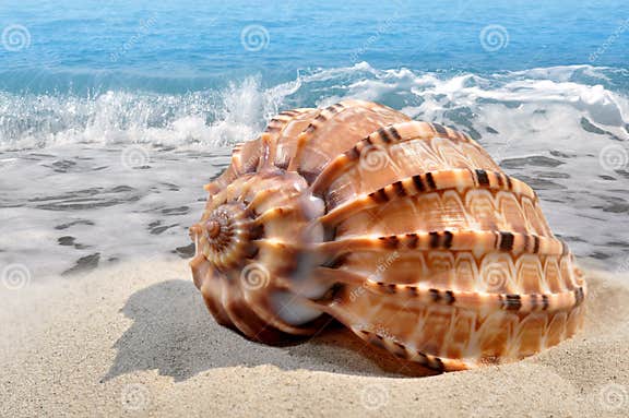 Conch shell on beach stock photo. Image of conch, shore - 27475166