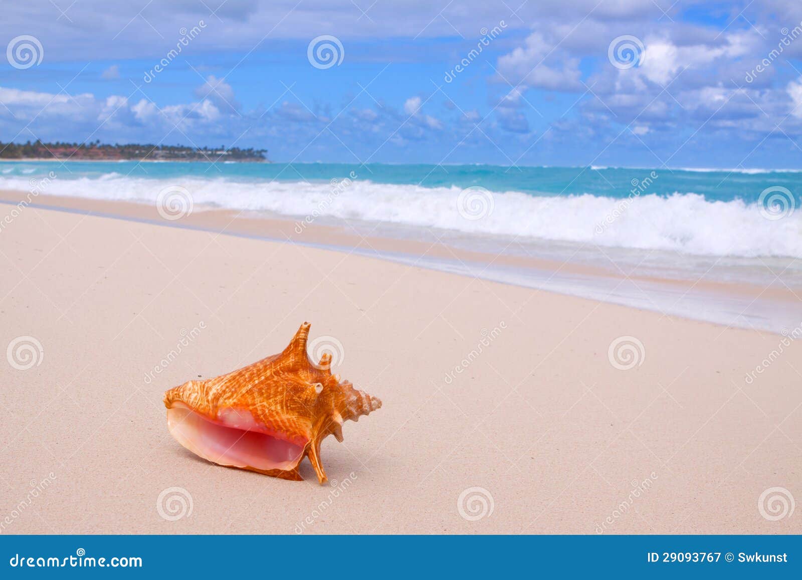 Conch Shell on the beach. stock image. Image of blue - 29093767