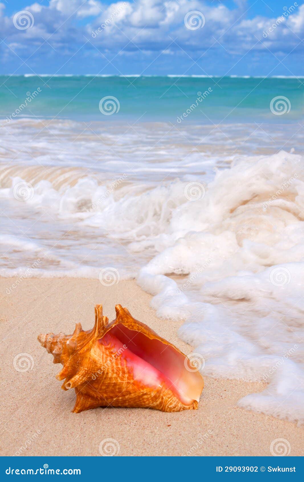 Conch Shell on the beach. stock photo. Image of wave - 29093902