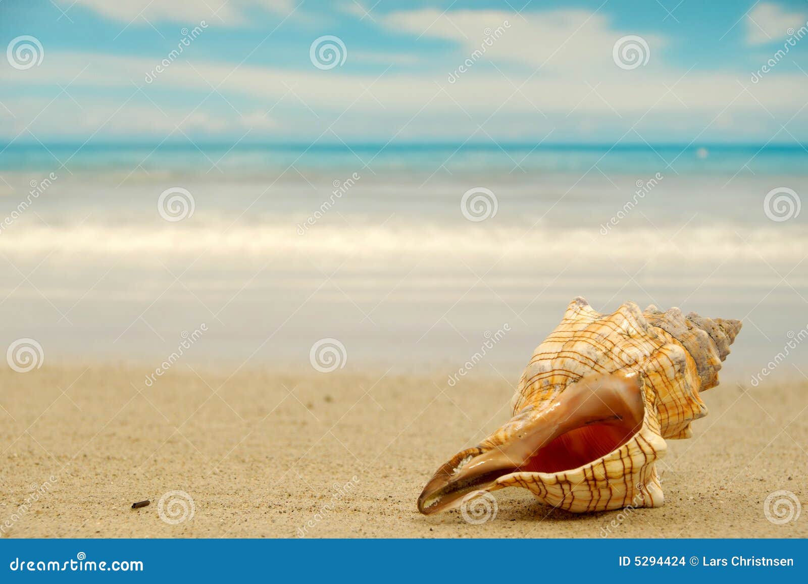 Conch shell on beach stock photo. Image of sand, biology - 5294424