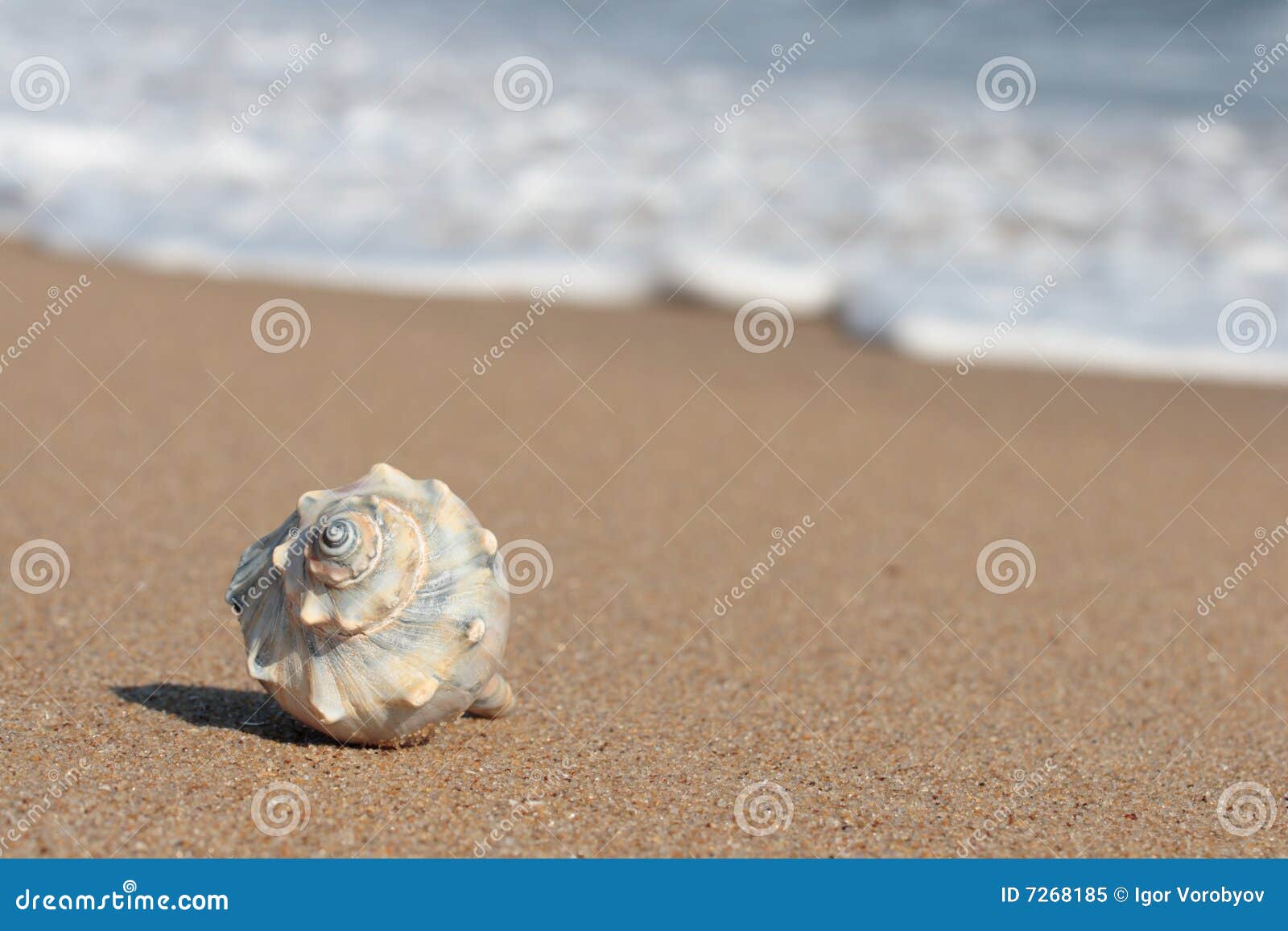 Conch shell on beach stock image. Image of outdoors, horizontal - 7268185