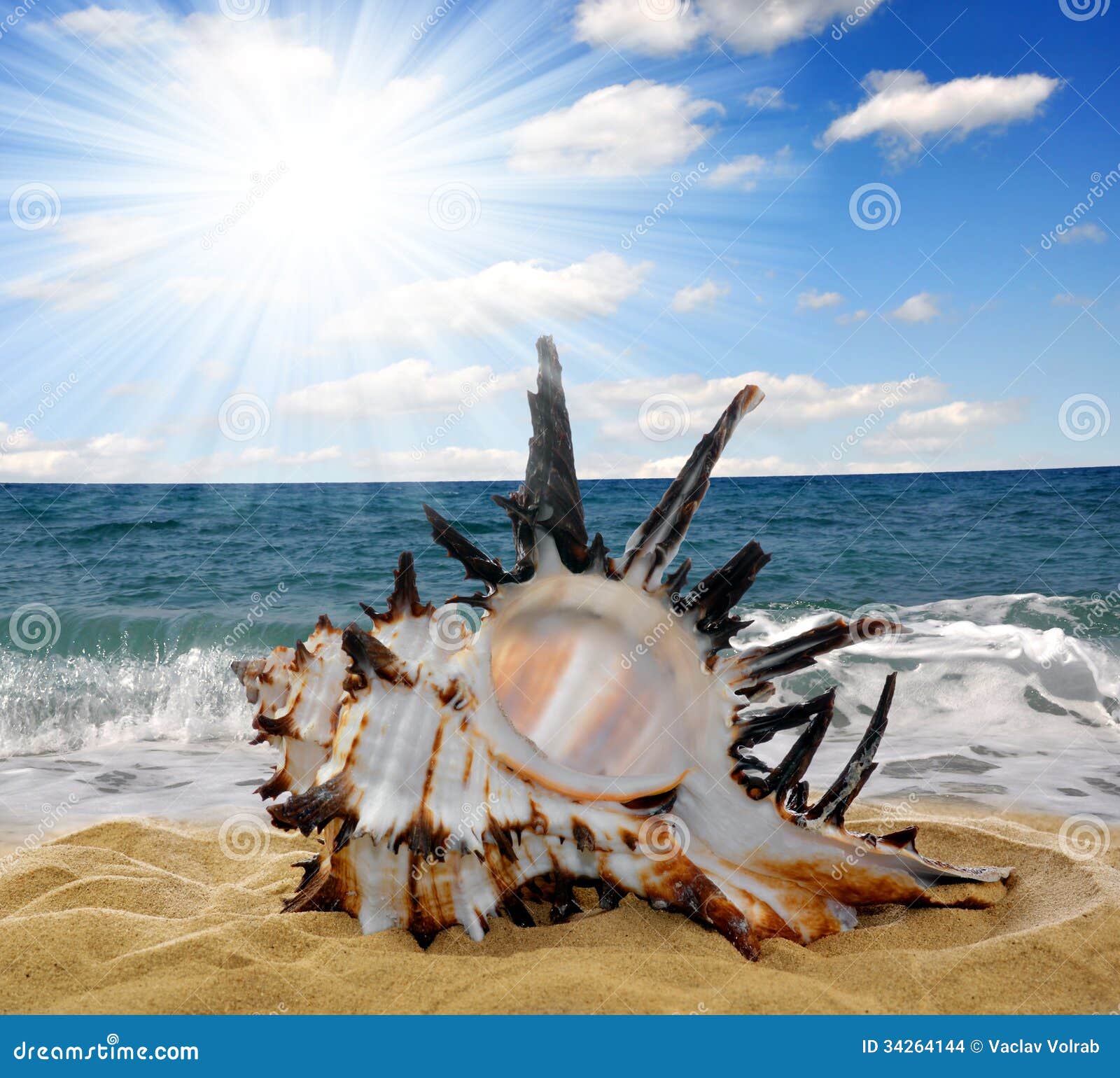 Conch shell stock photo. Image of caribbean, horizon - 34264144